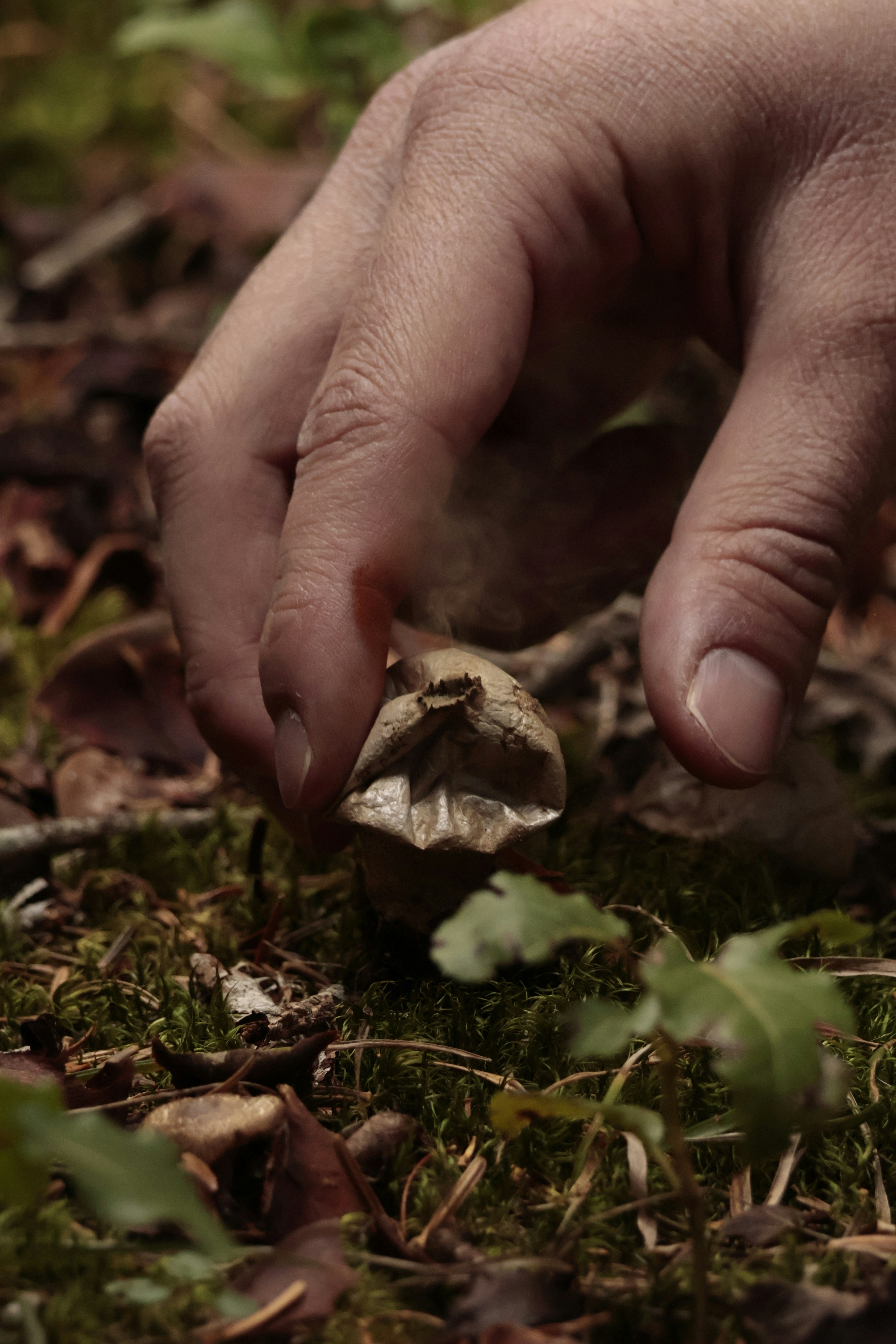 The Delicate Harvest of Nature's Secrets