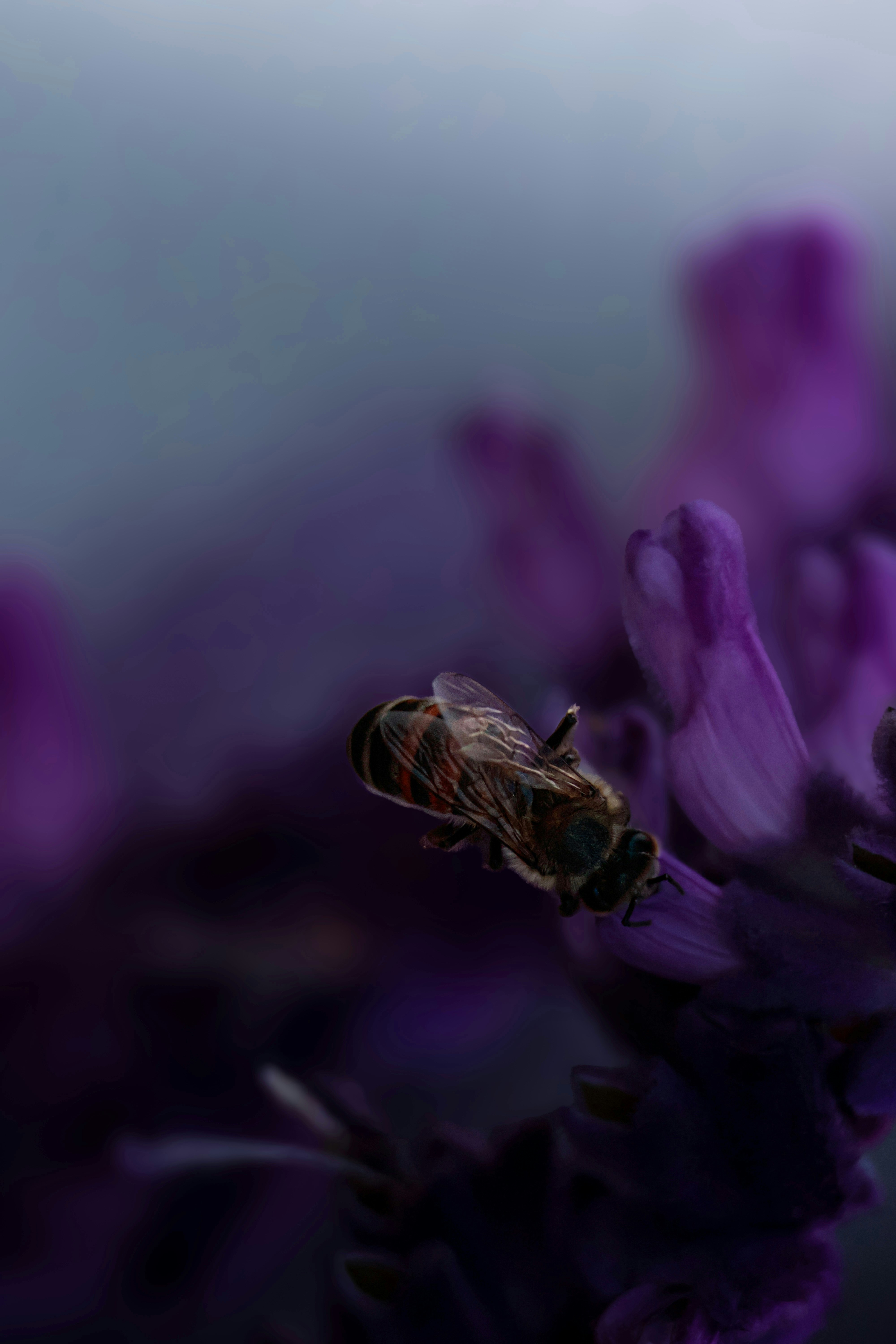 Whispers of the Hive: A Bee's Floral Journey