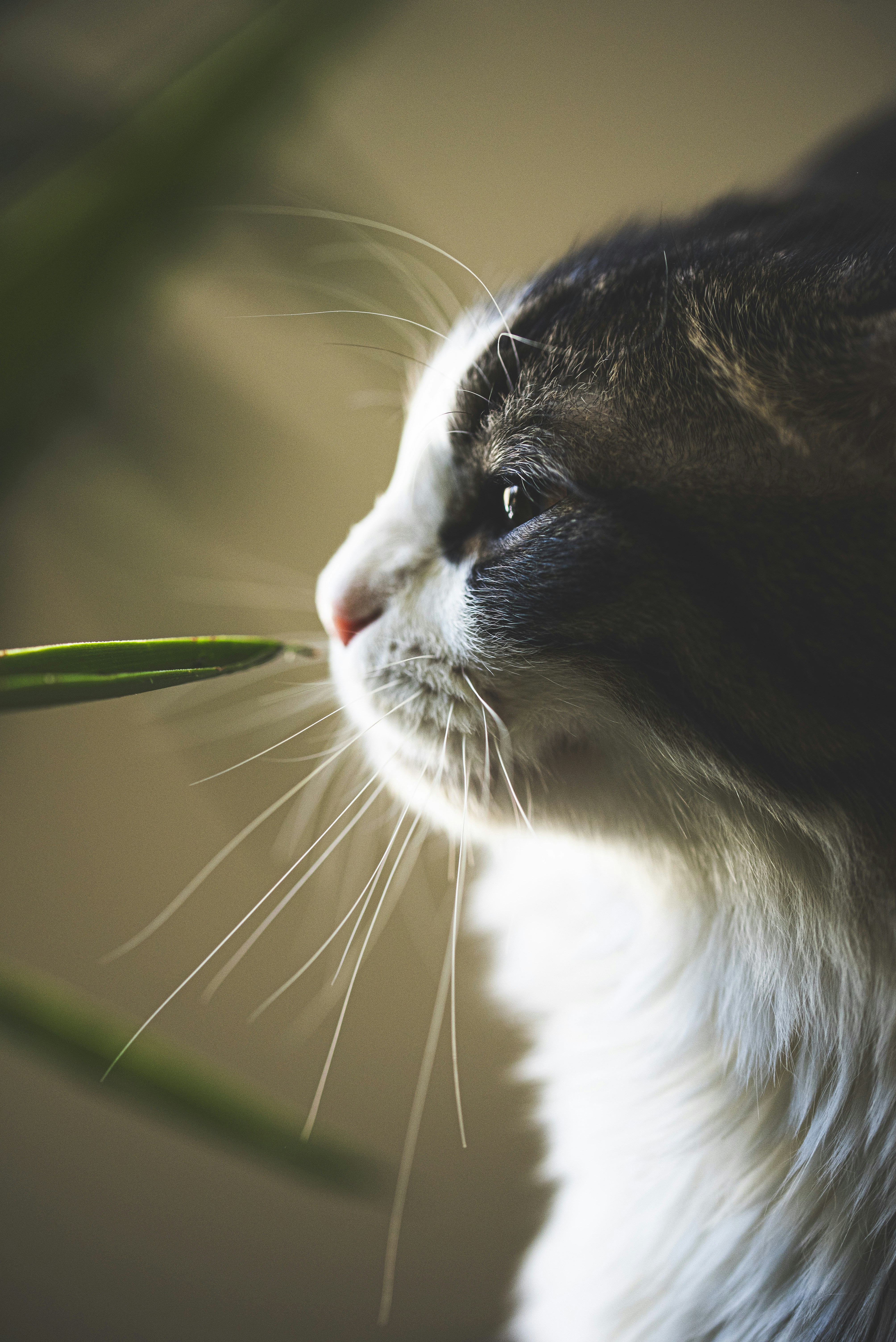 Close-up of a cat's profile against a blurred background, highlighting its delicate whiskers and inquisitive expression.