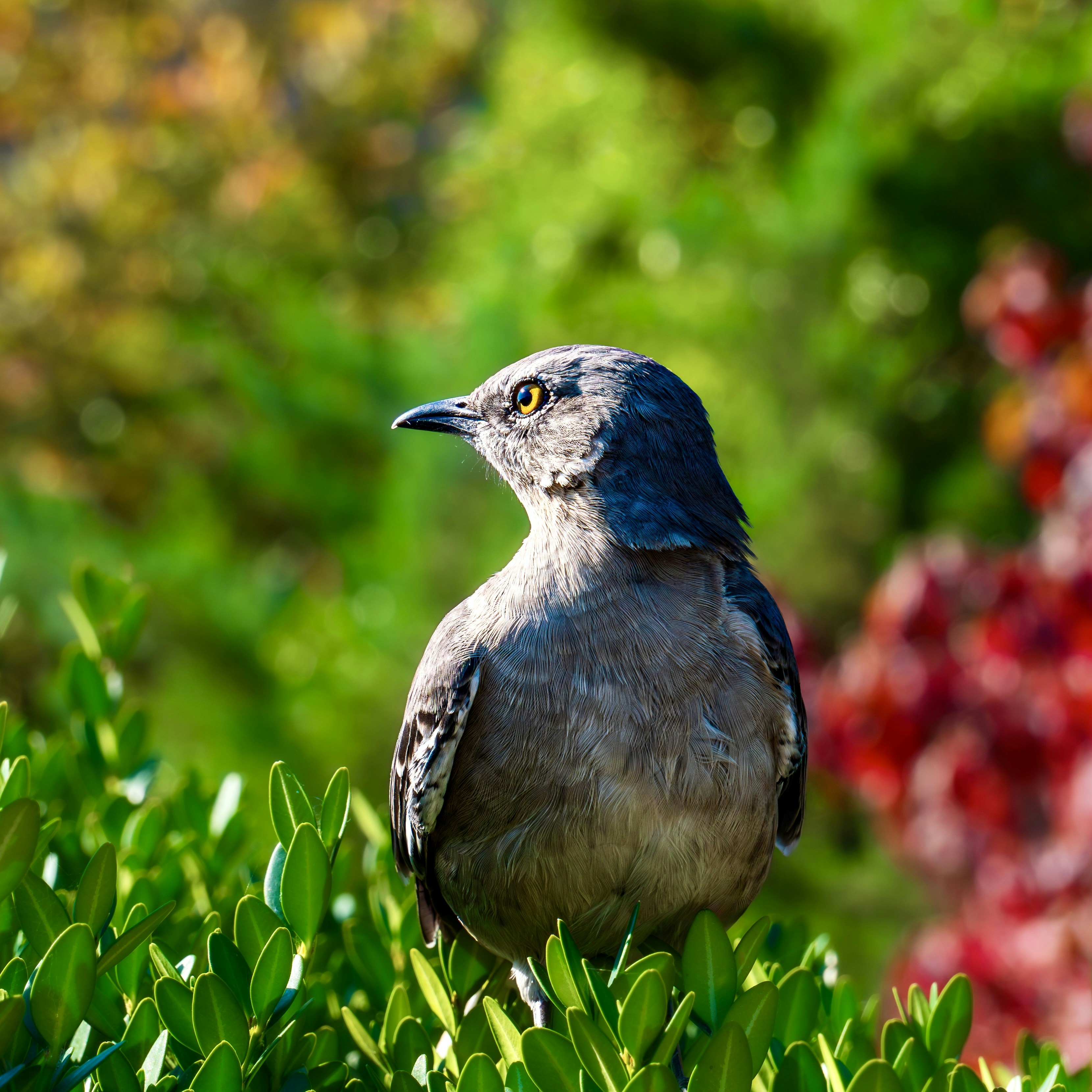 A mockingbird on a shrub | A gray bird with yellow eyes sits on green leaves.