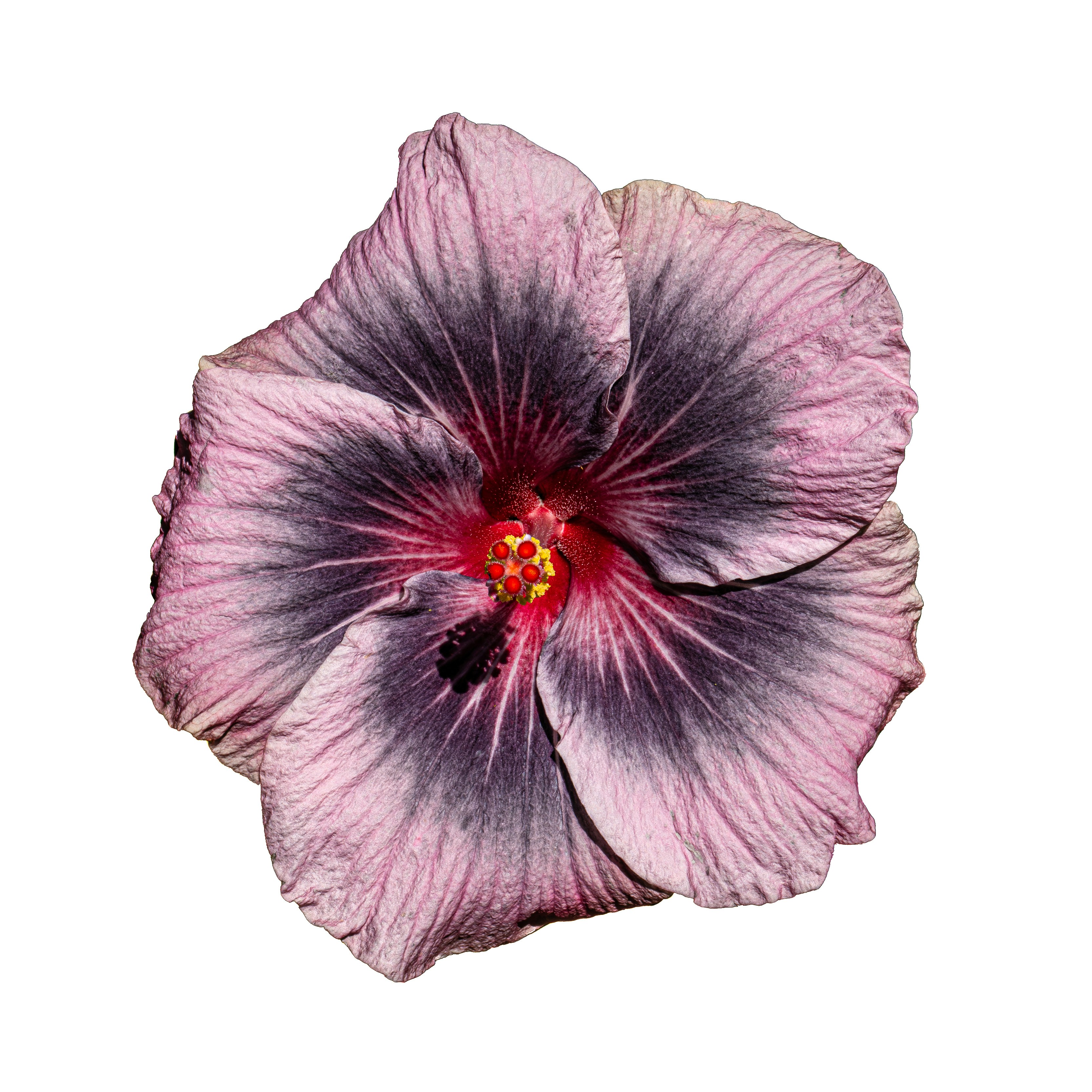 Whispers of Nature: The Hibiscus Blossom