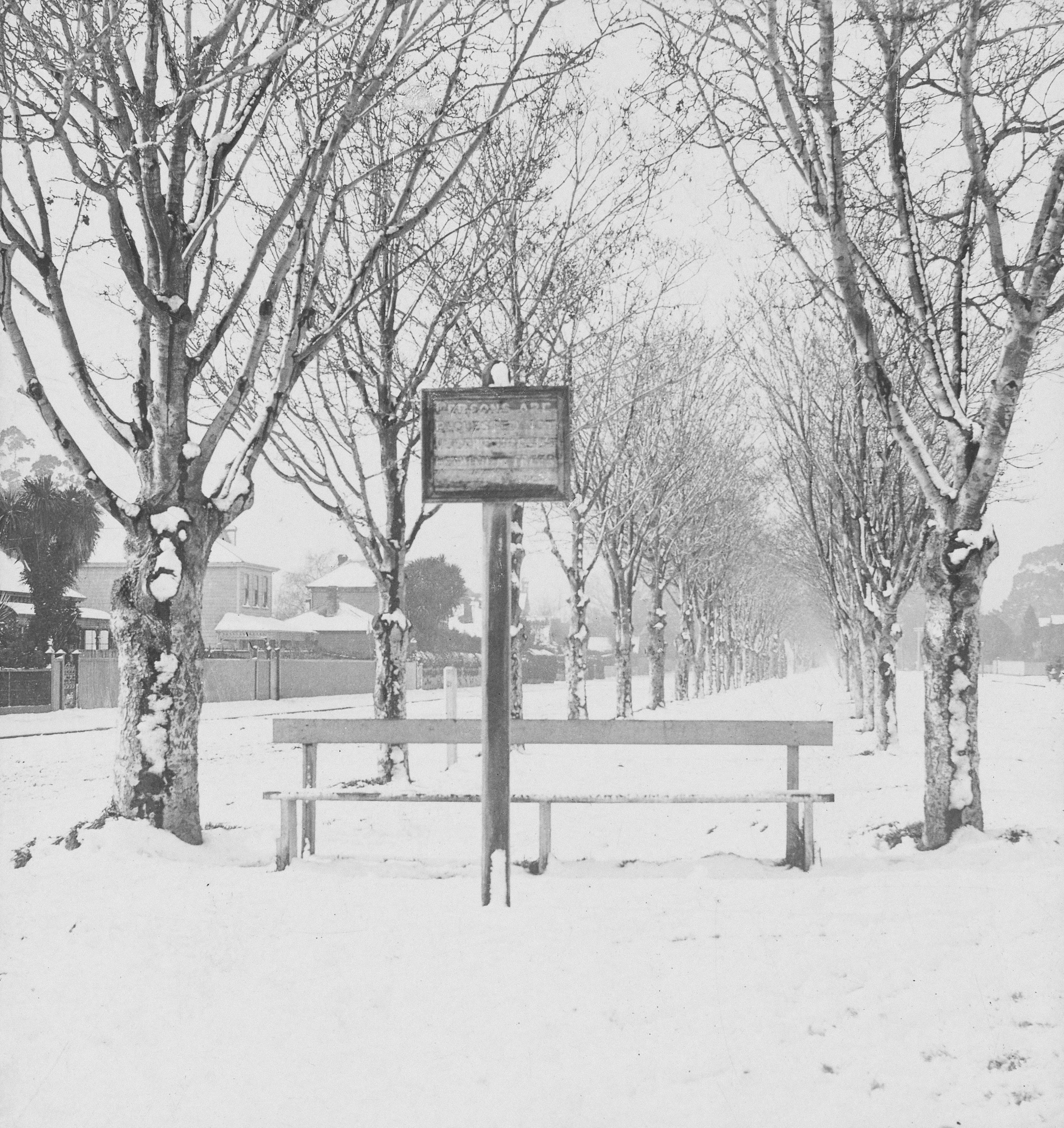 Snow, North Belt, Christchurch, early 20th century, Christchurch, by James George Lamb. Te Papa (O.005630). https://collections.tepapa.govt.nz/object/284279 | Snow covered park bench and trees on a winter day