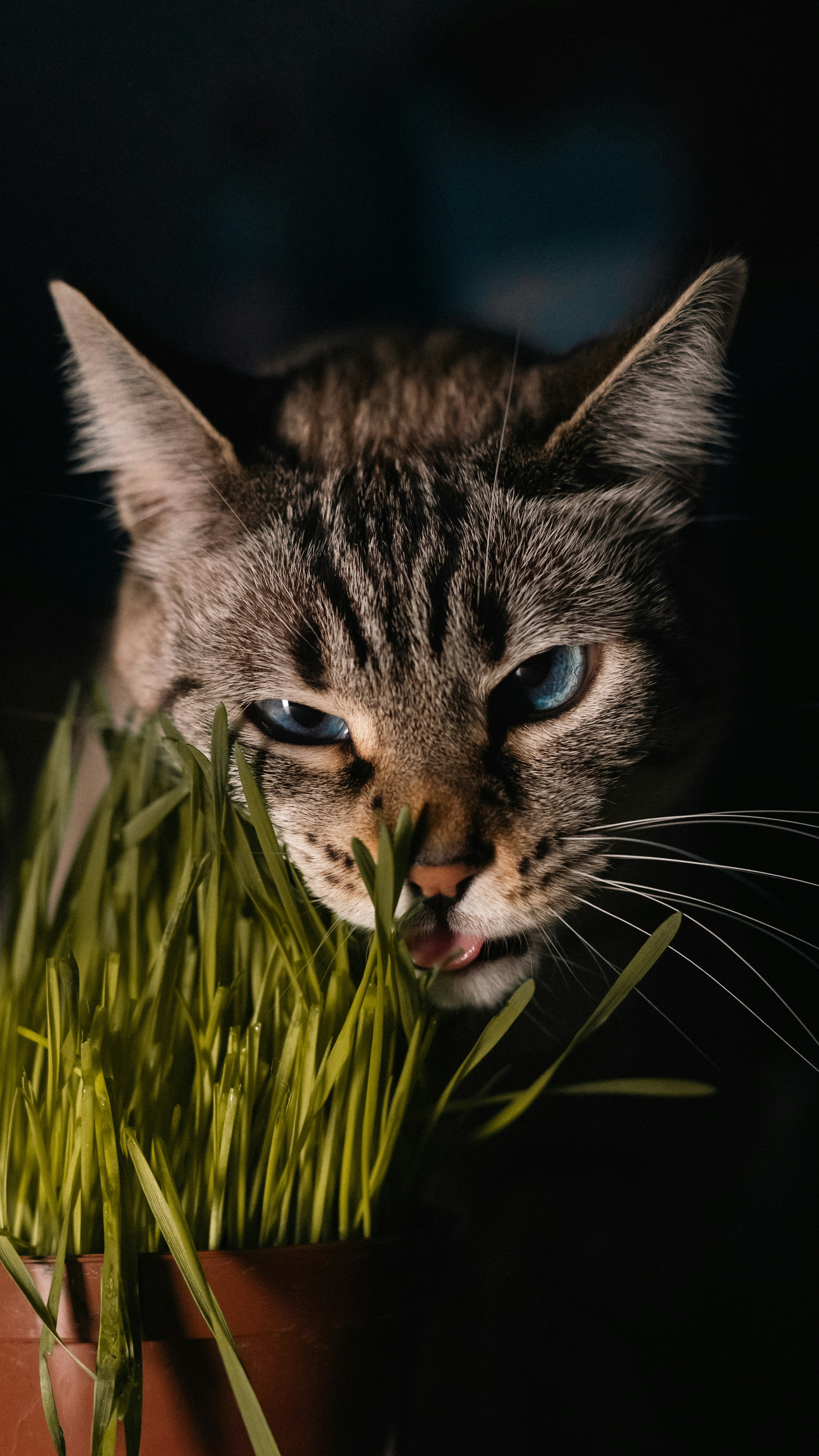 Whiskered Gourmet: A Feline's Delight