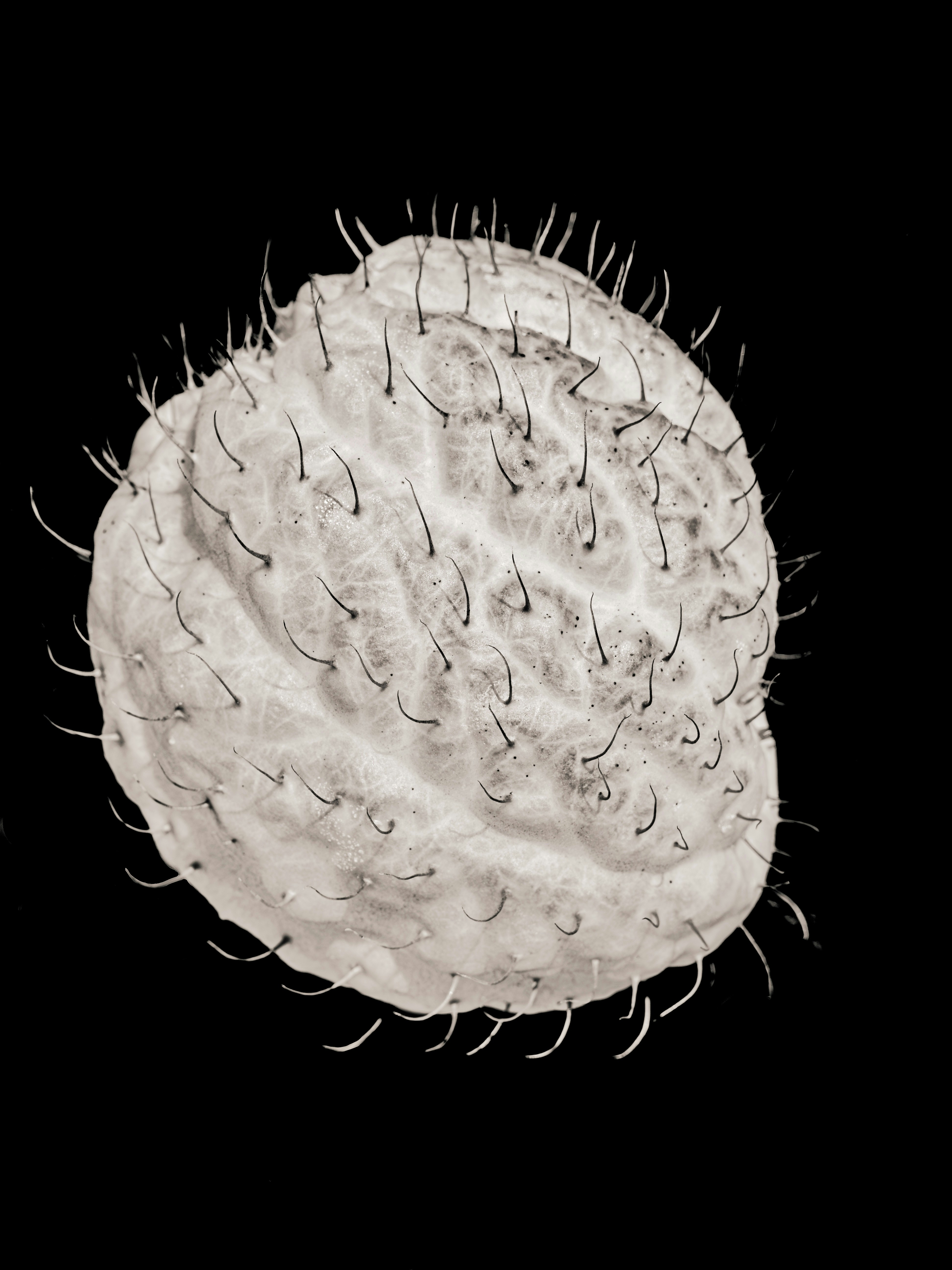 Textured Sphere: Nature's Intricate Design