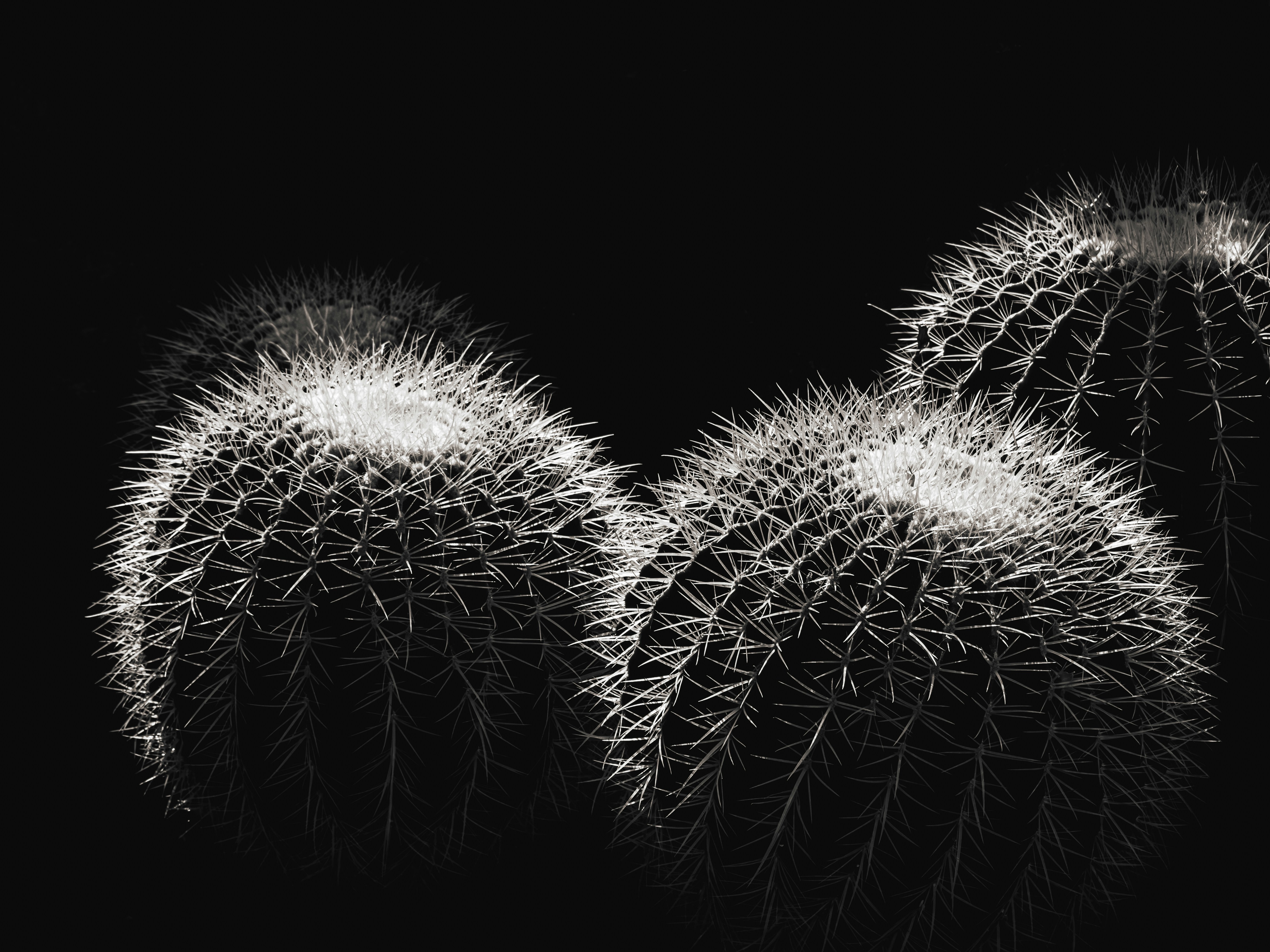 Prickly Elegance: A Study in Shadows and Light