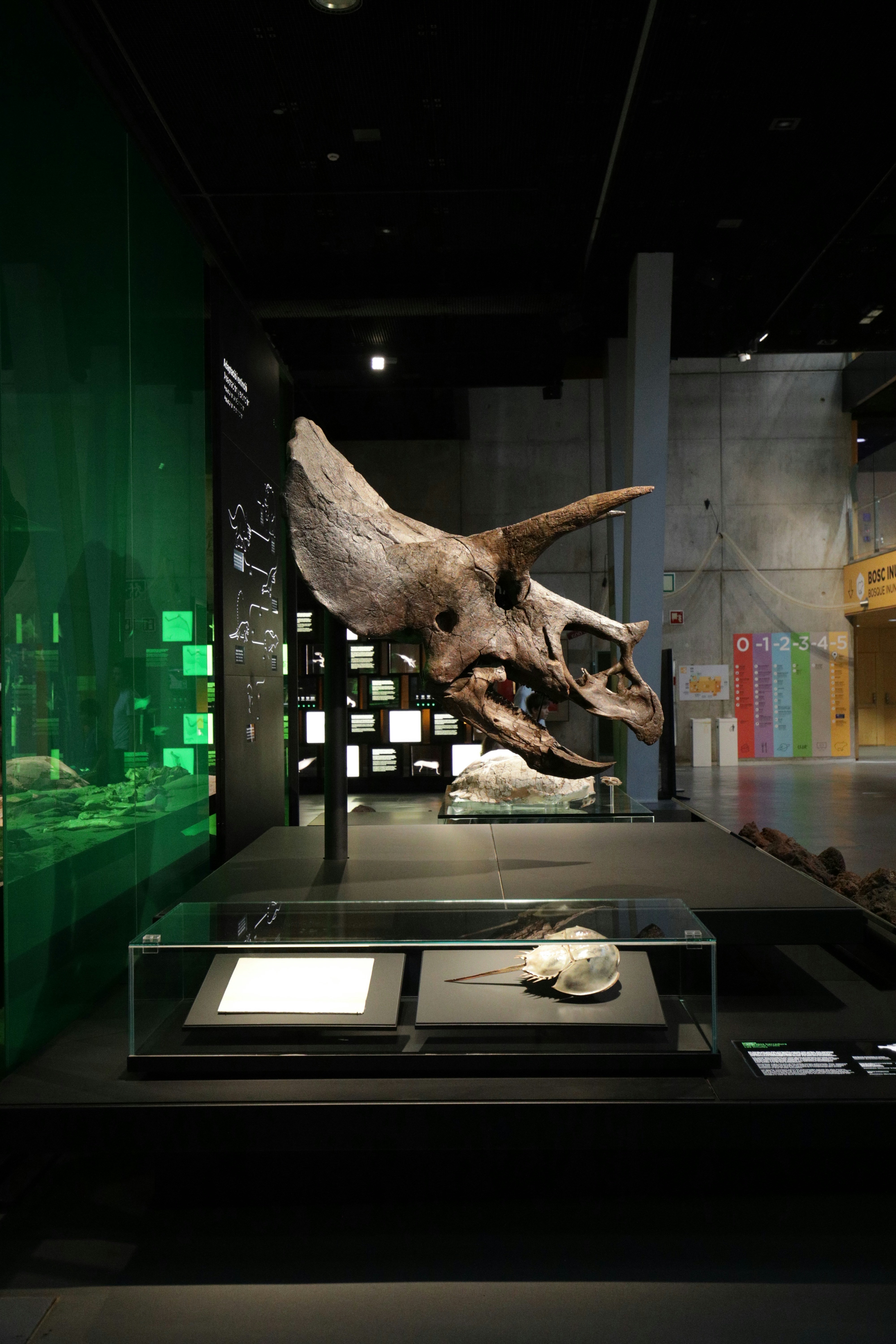 At a science museum. | Triceratops skull displayed in a museum exhibit