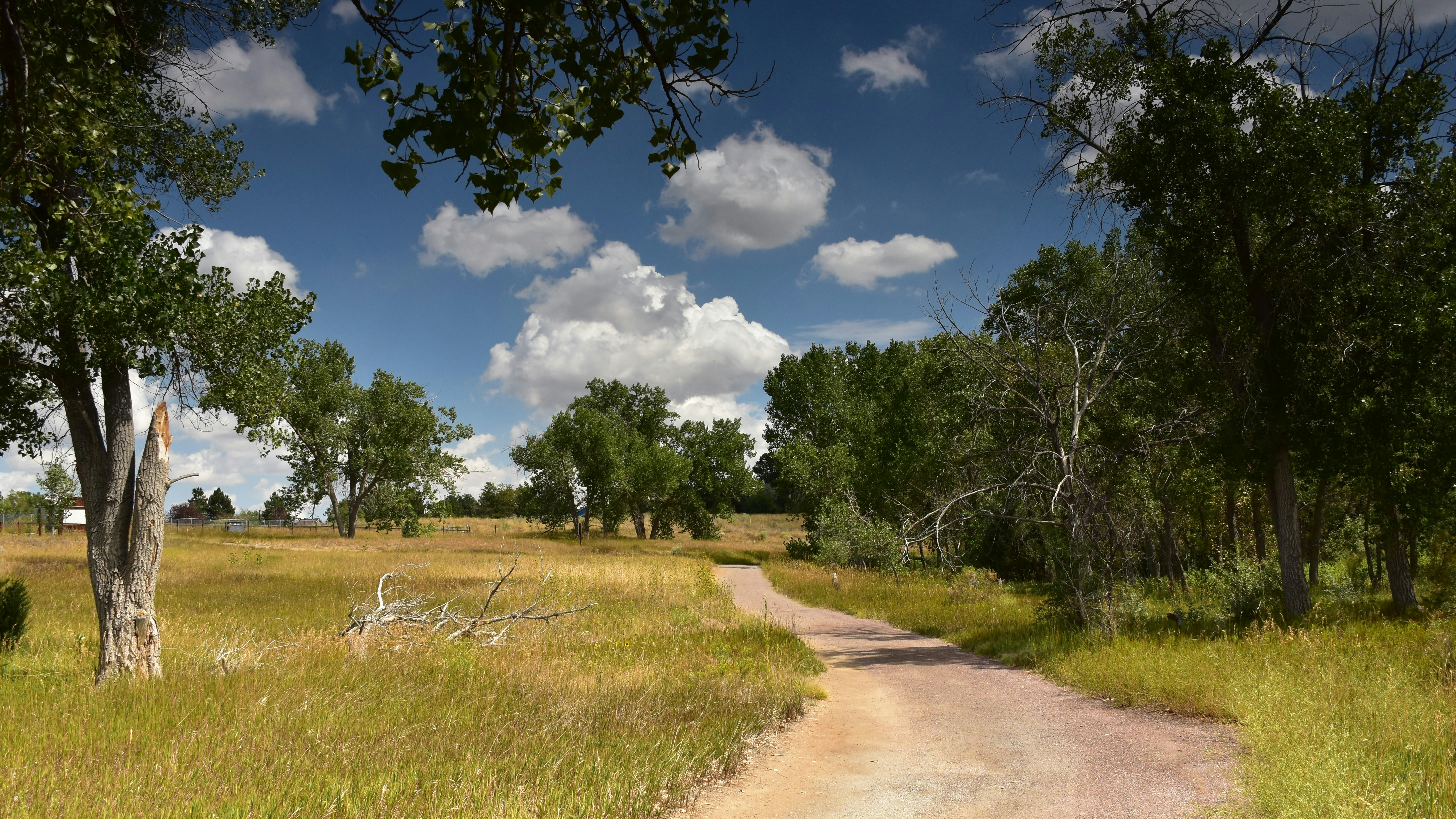 A winding dirt path meanders through a vibrant grassy landscape dotted with trees and clouds above, inviting exploration.