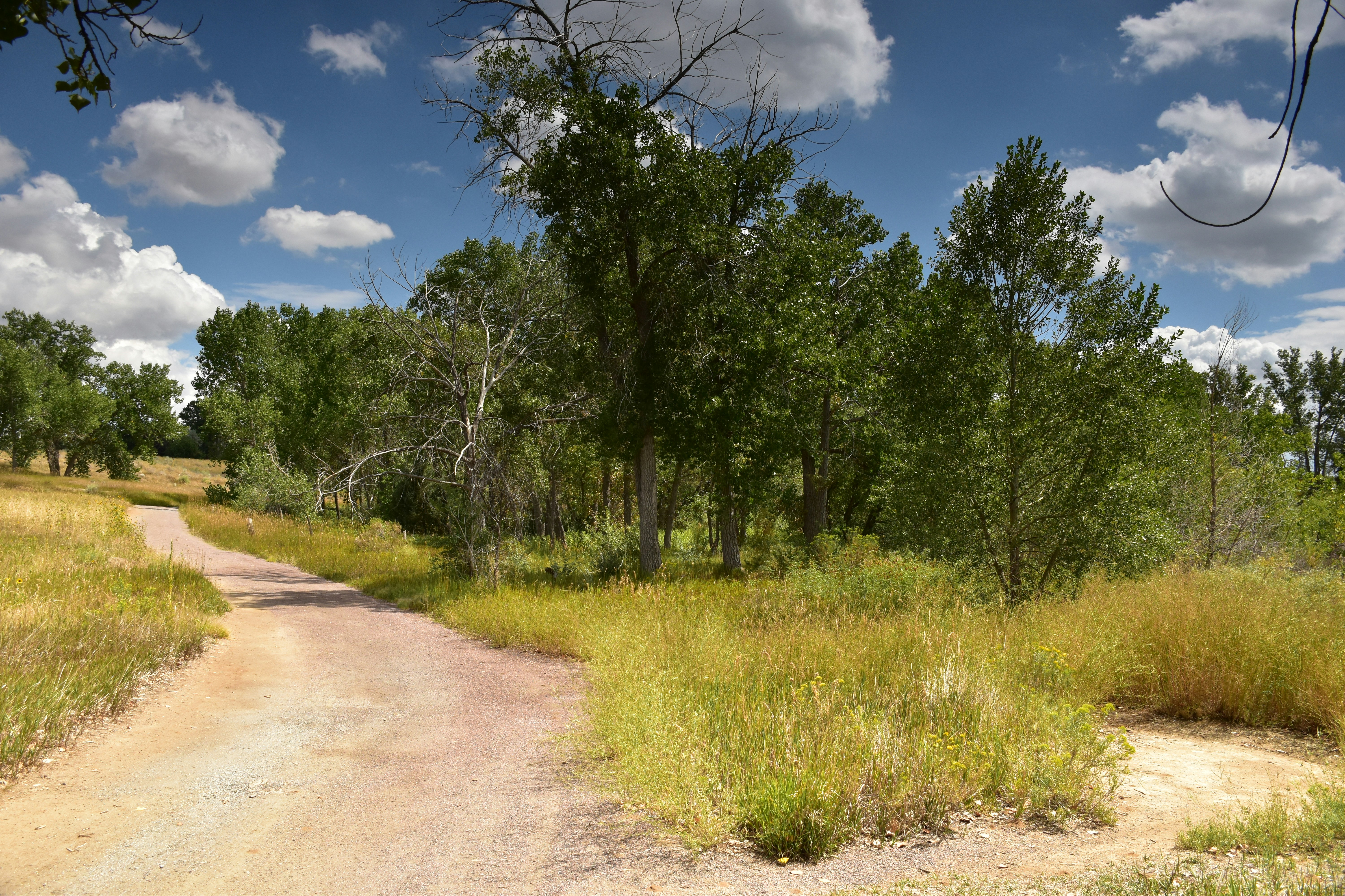 A serene dirt path meanders through a lush landscape dotted with trees under a bright blue sky with fluffy clouds.