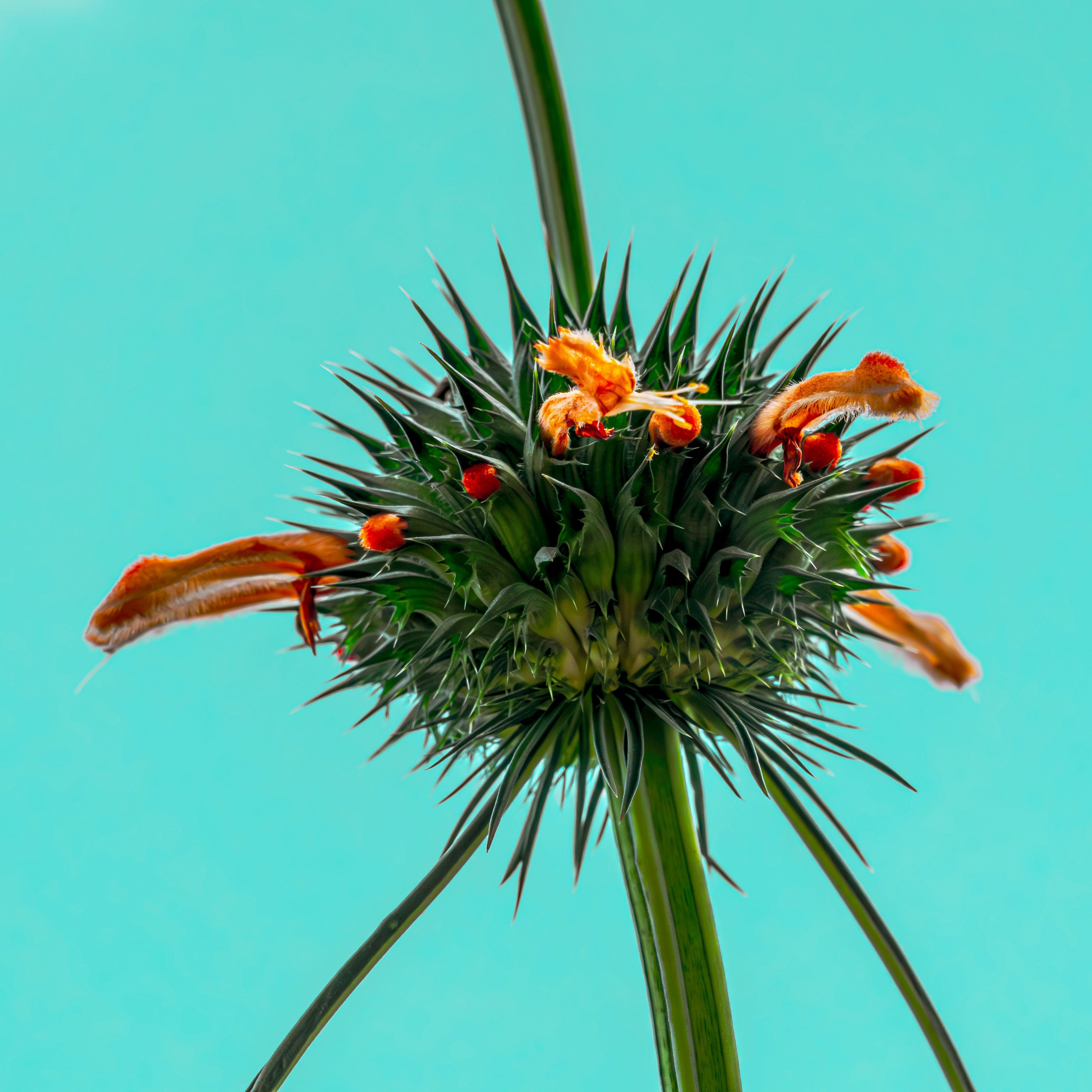 Nature's Intricate Orb: A Floral Marvel