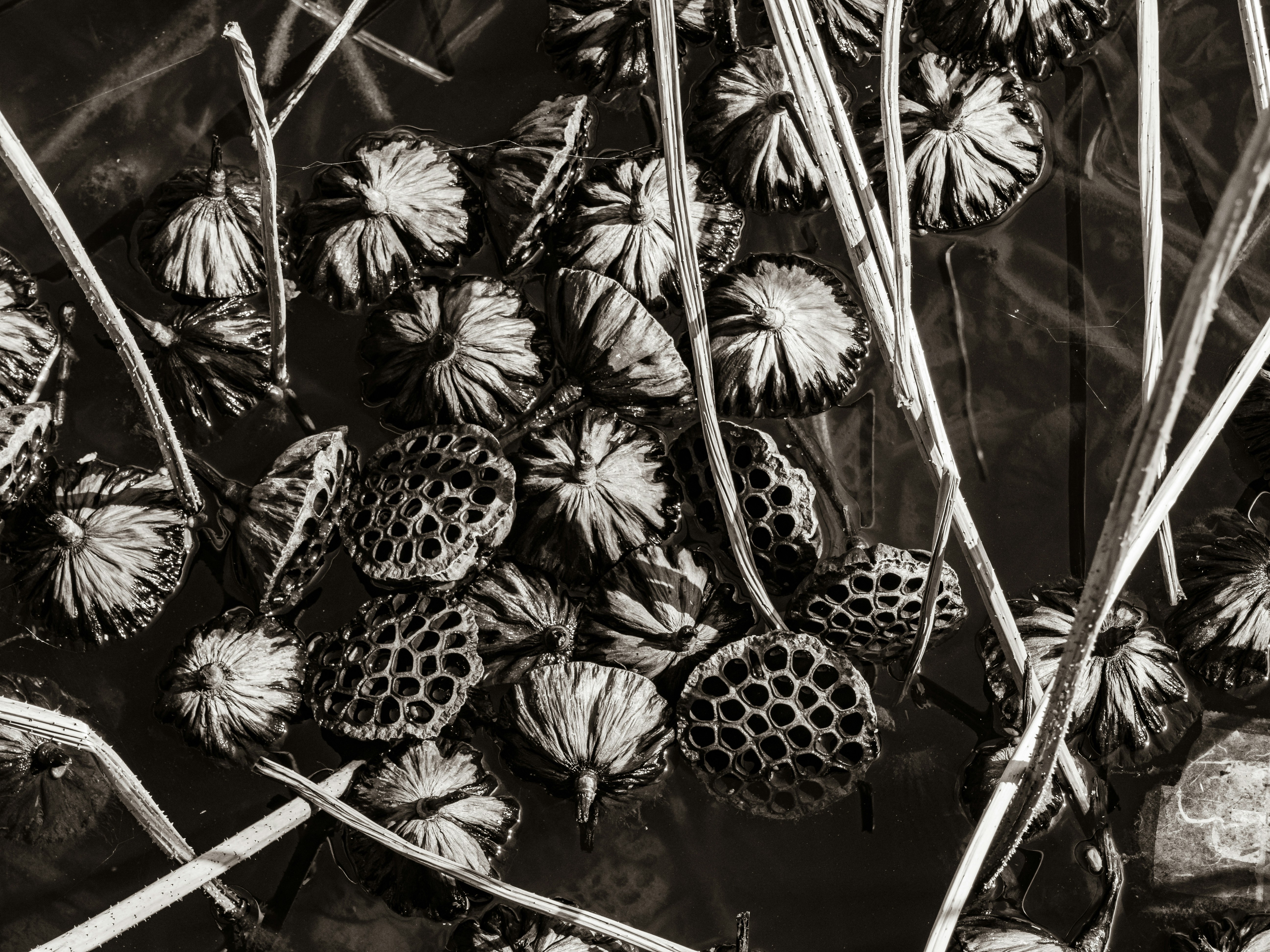 Monochrome Geometry: Lotus Seed Pods Floating in Quiet Water
