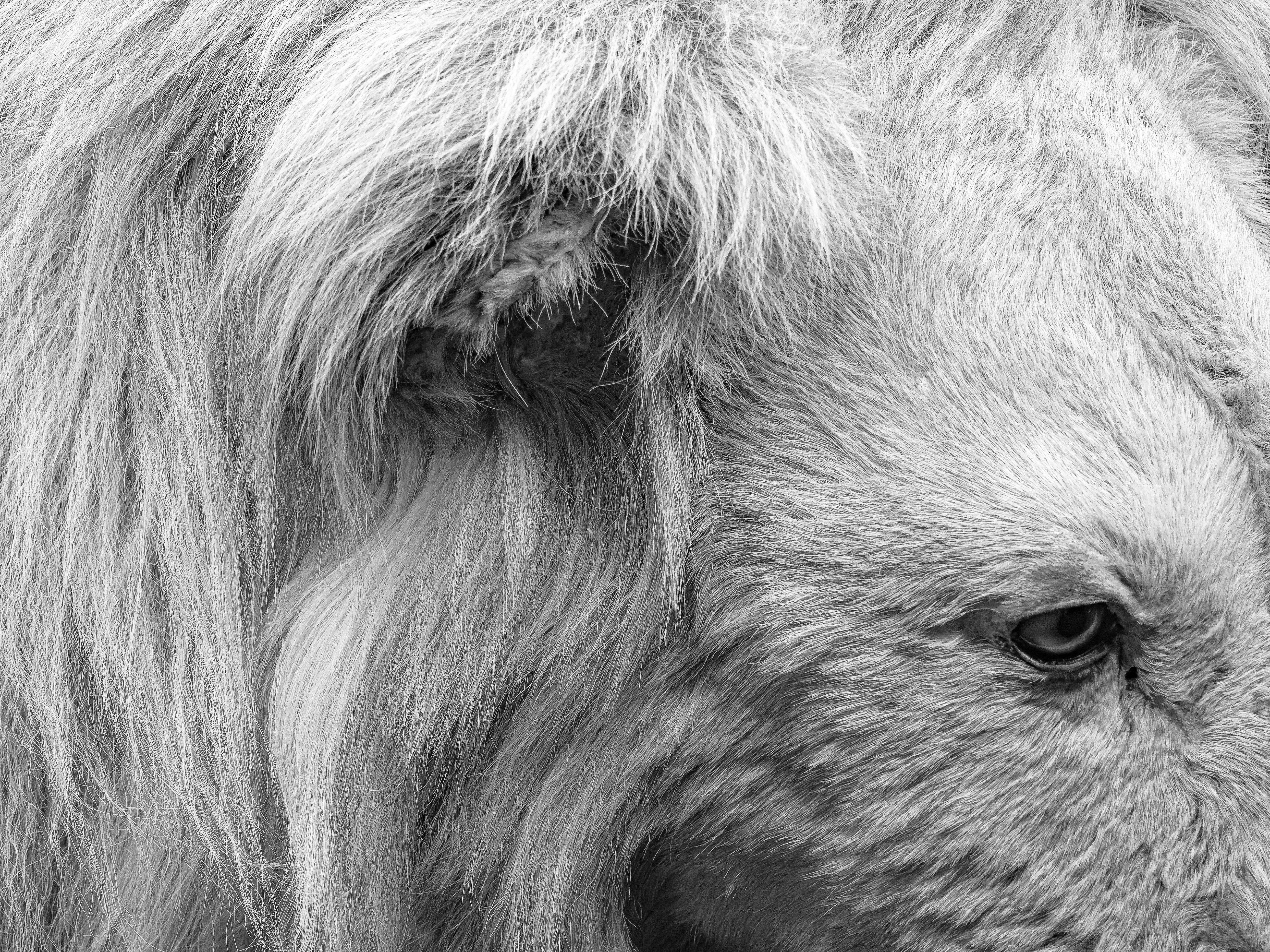 Whispers of the White Lion