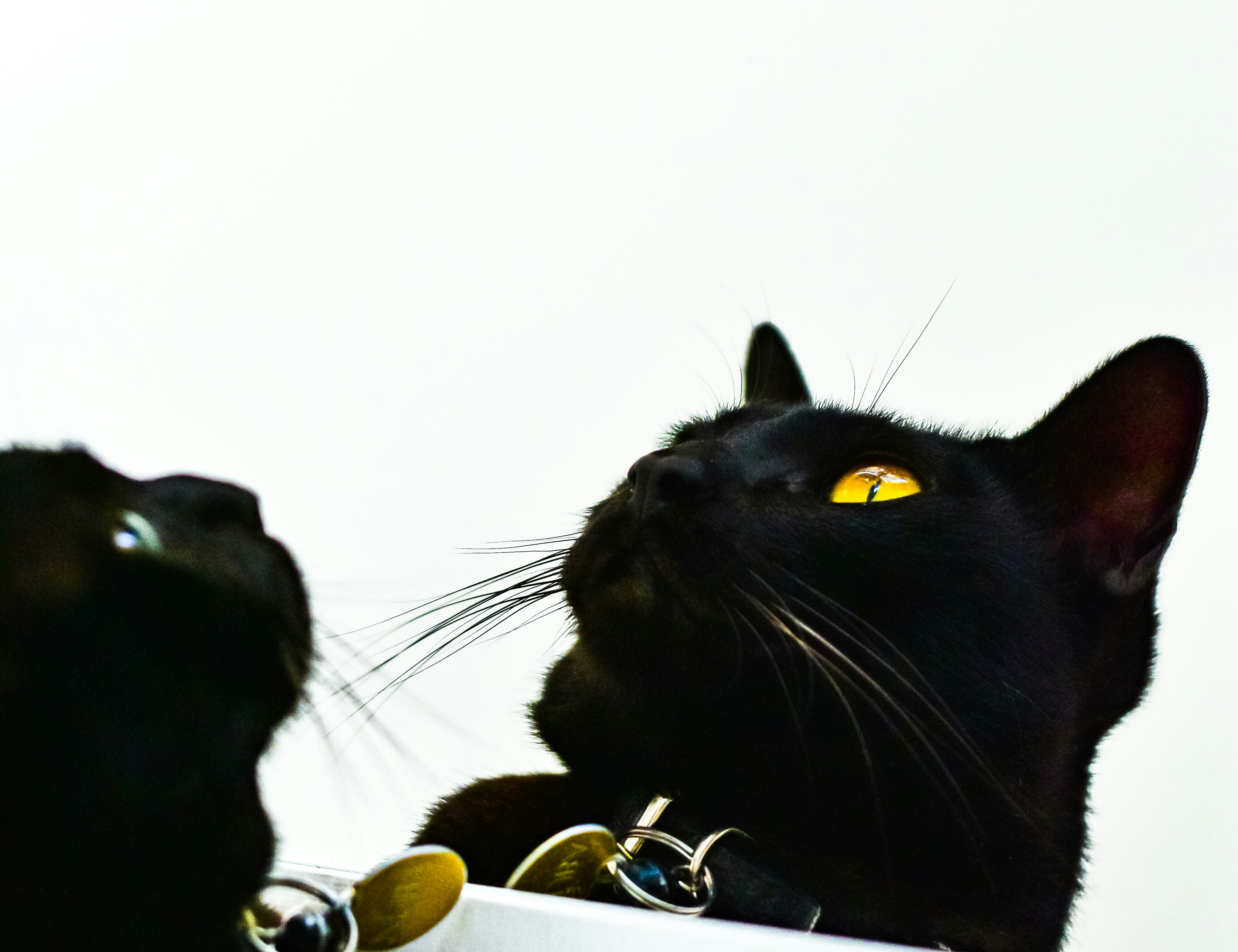 Curious Gaze of Midnight Companions