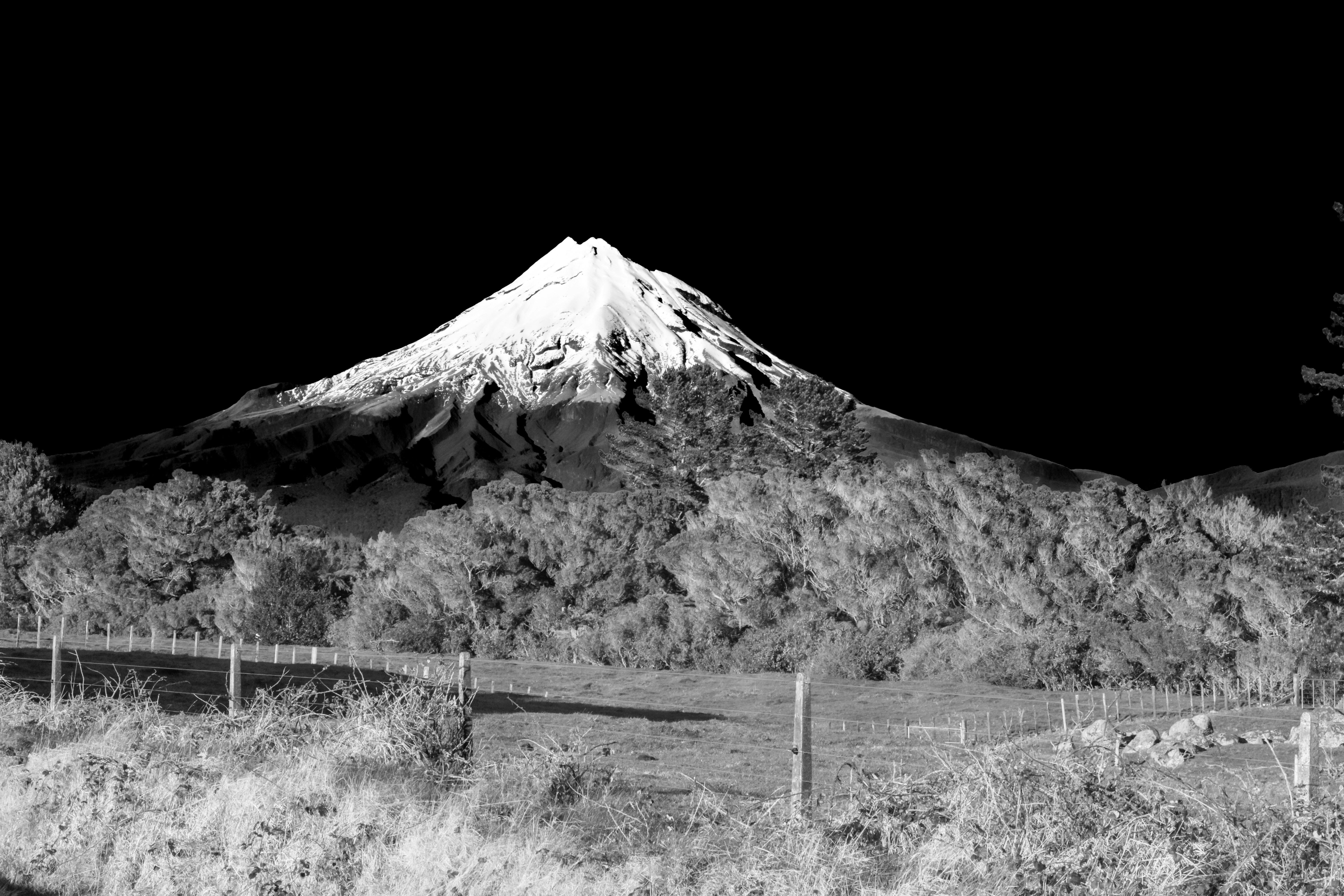 The Silent Sentinel: A Monochrome Majesty