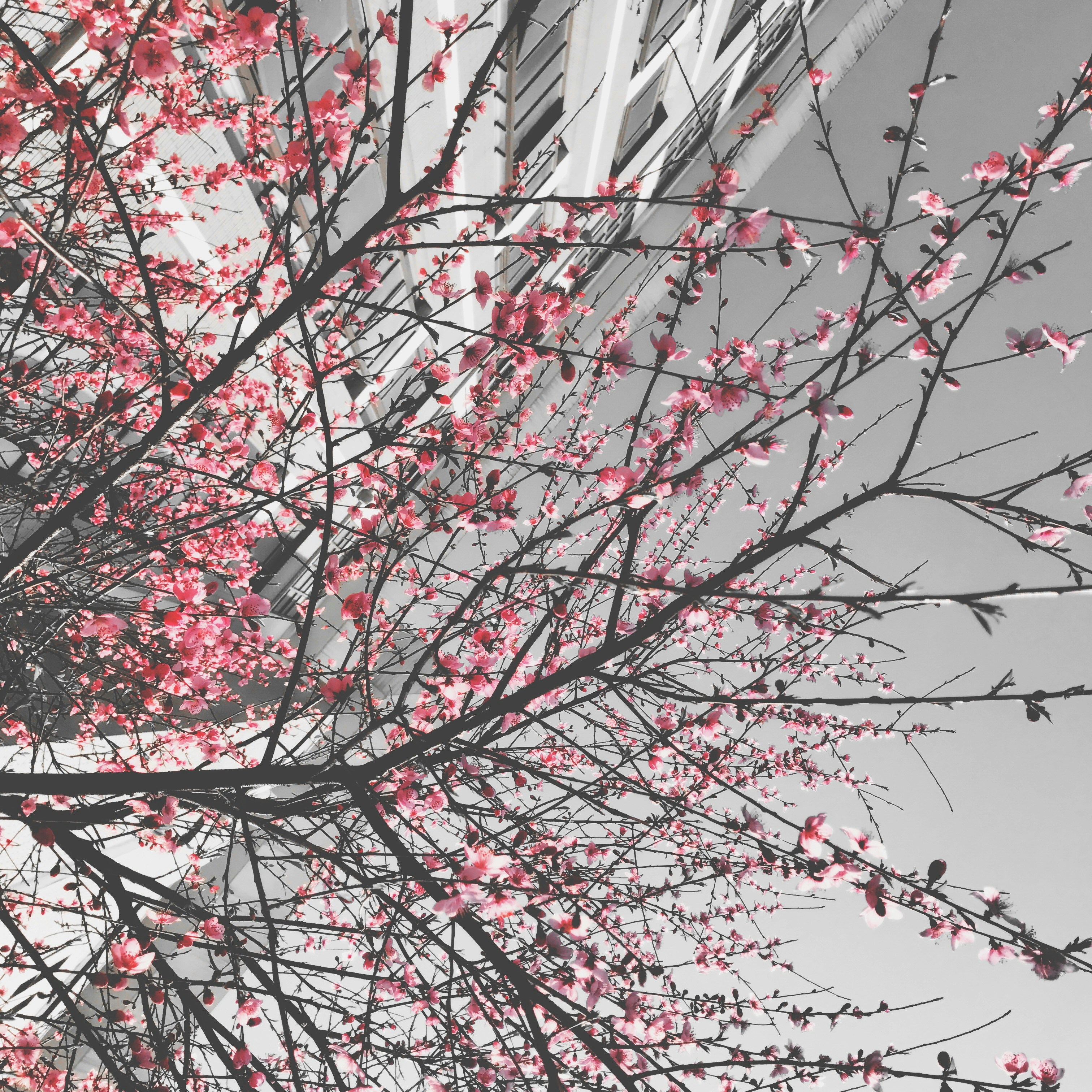 Delicate pink blossoms emerging from branches, contrasted against a muted urban backdrop. The scene captures the intersection of nature and architecture.