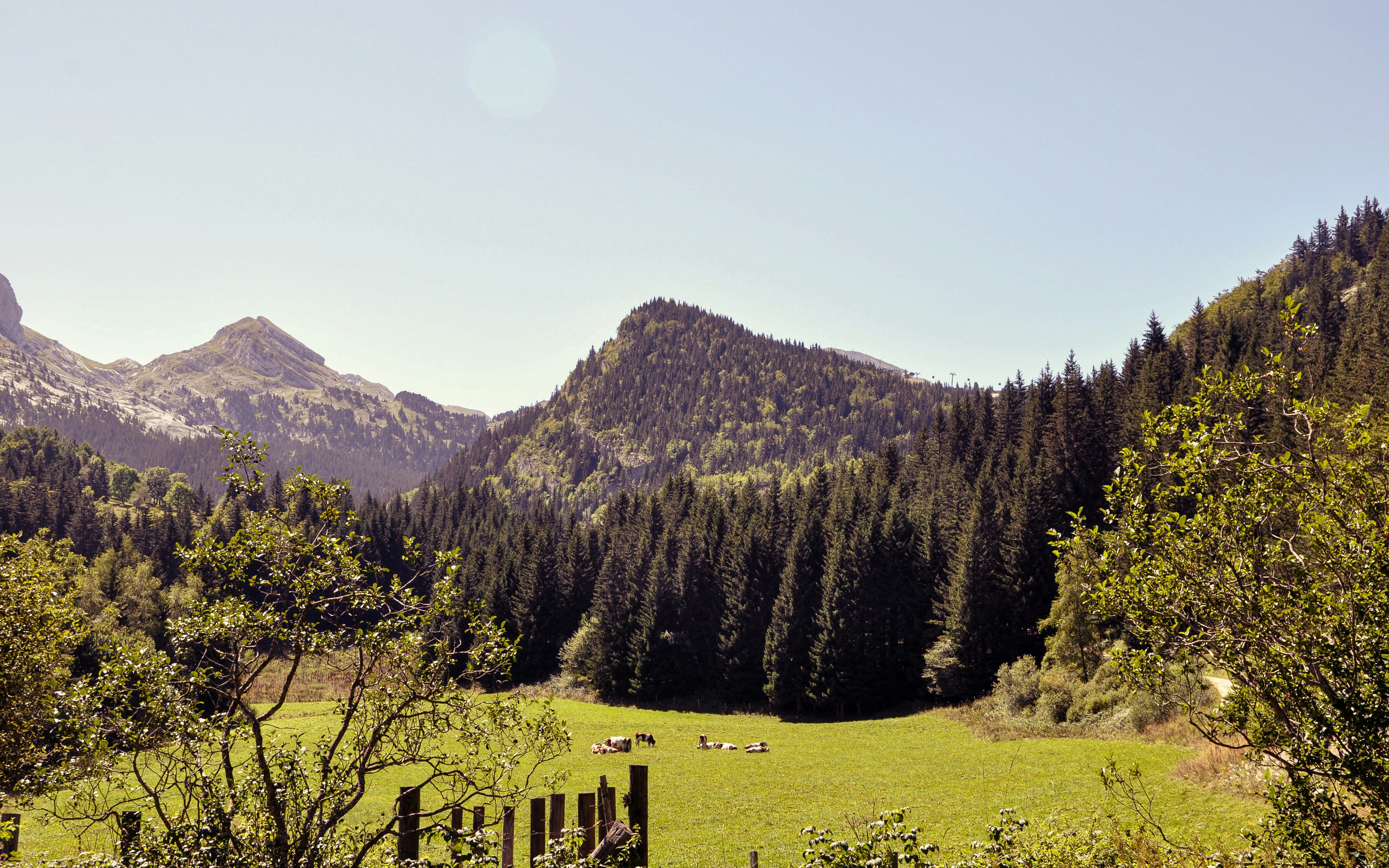 Green meadow with sheep and pine forest mountains