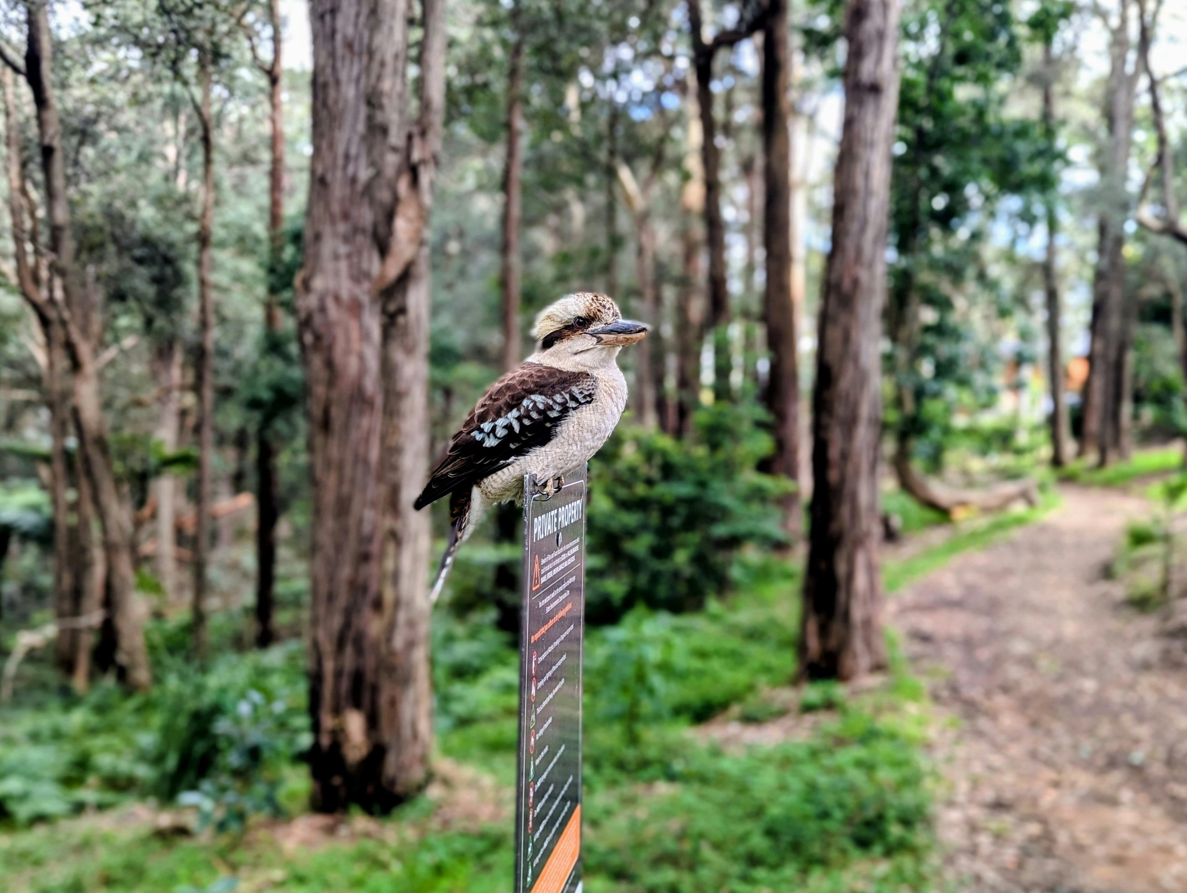 Kookaburra perched on a trail sign amid a pine forest, with a dirt path winding through the trees.