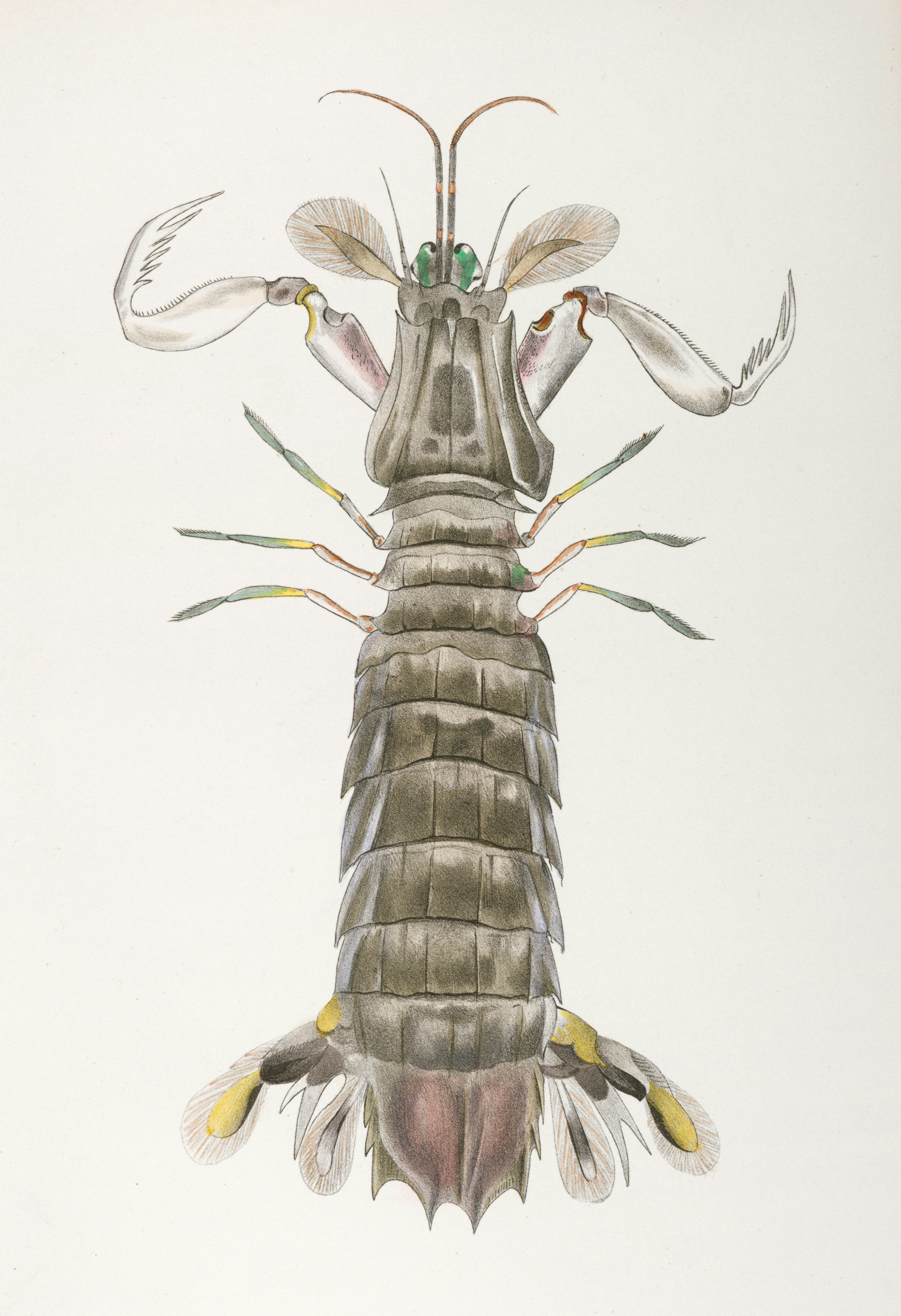 A mantis shrimp from above photo – Free Animal Image on Unsplash