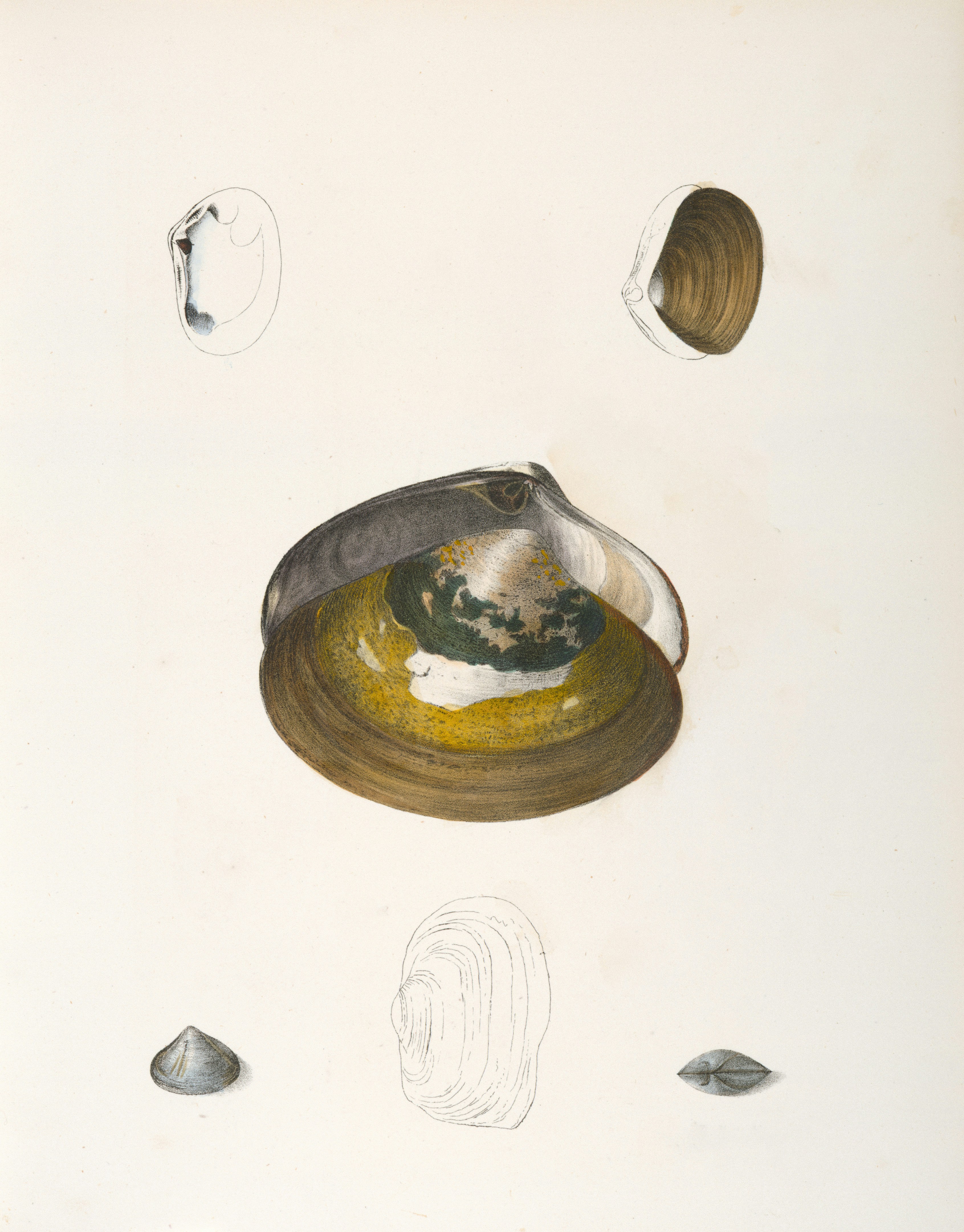 Collection of various mussel shells and anatomy photo – Free Animal ...