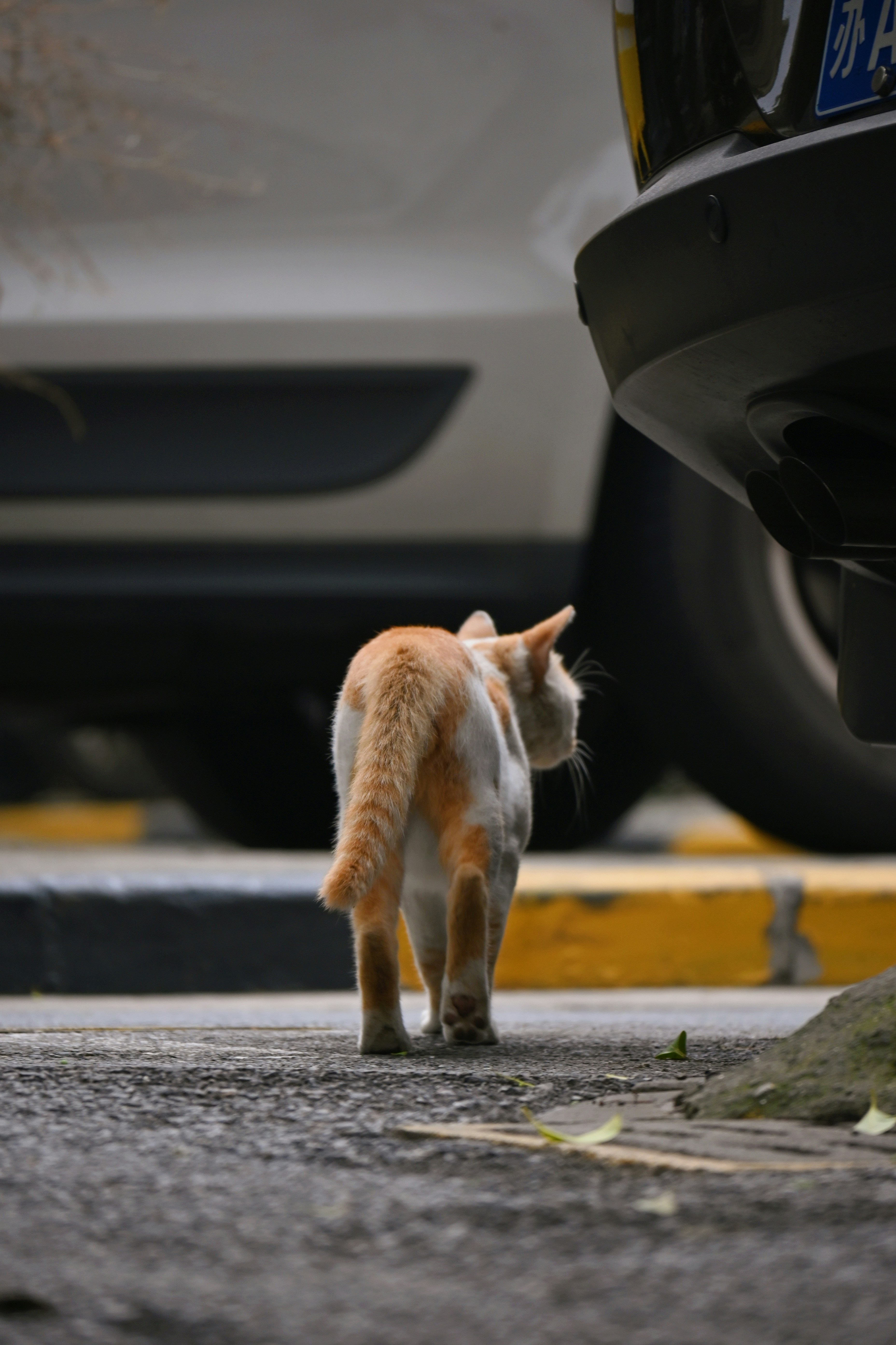 A ginger and white cat walks near a car.