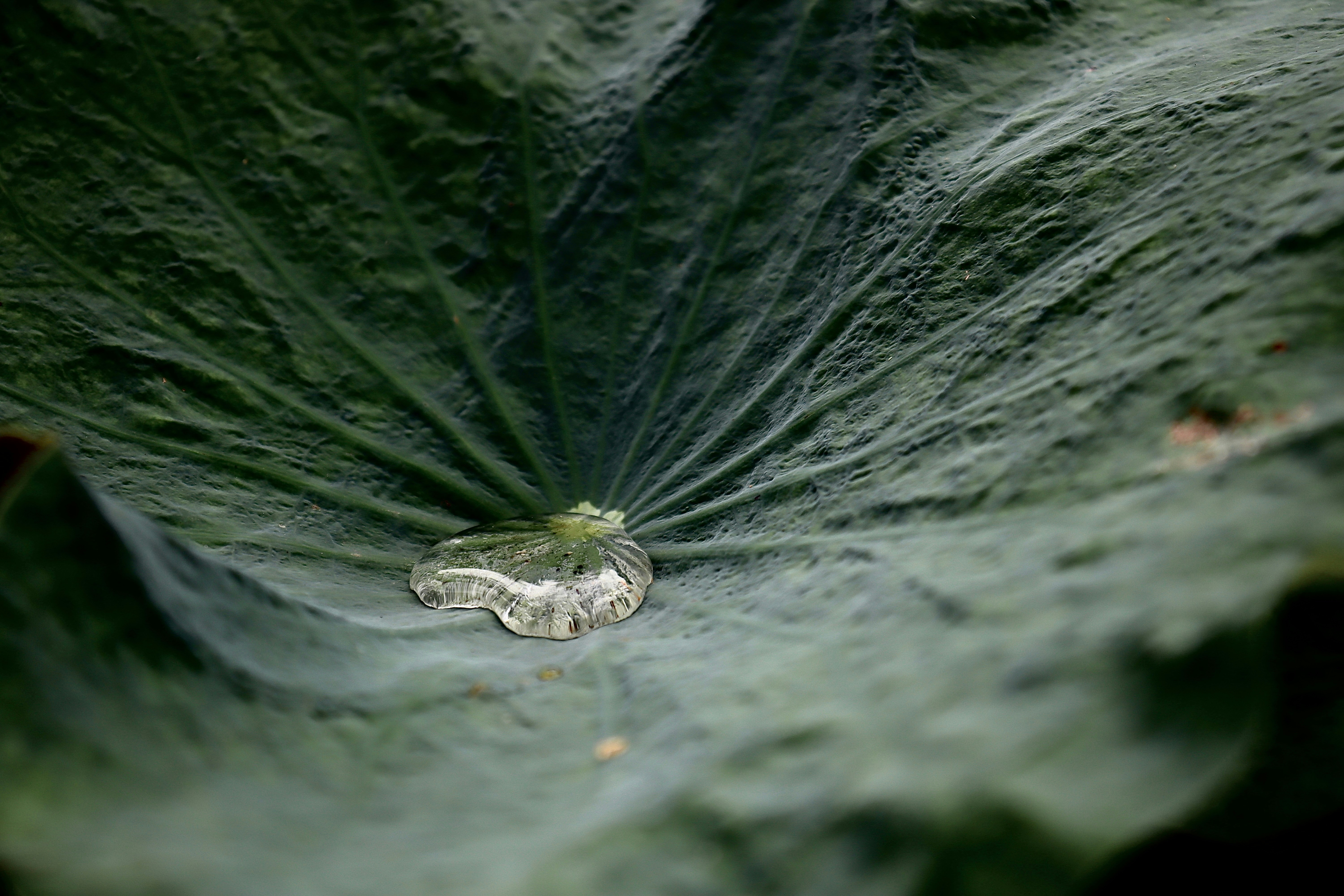 Water droplet resting on a large green leaf, showcasing intricate textures and patterns of the foliage.