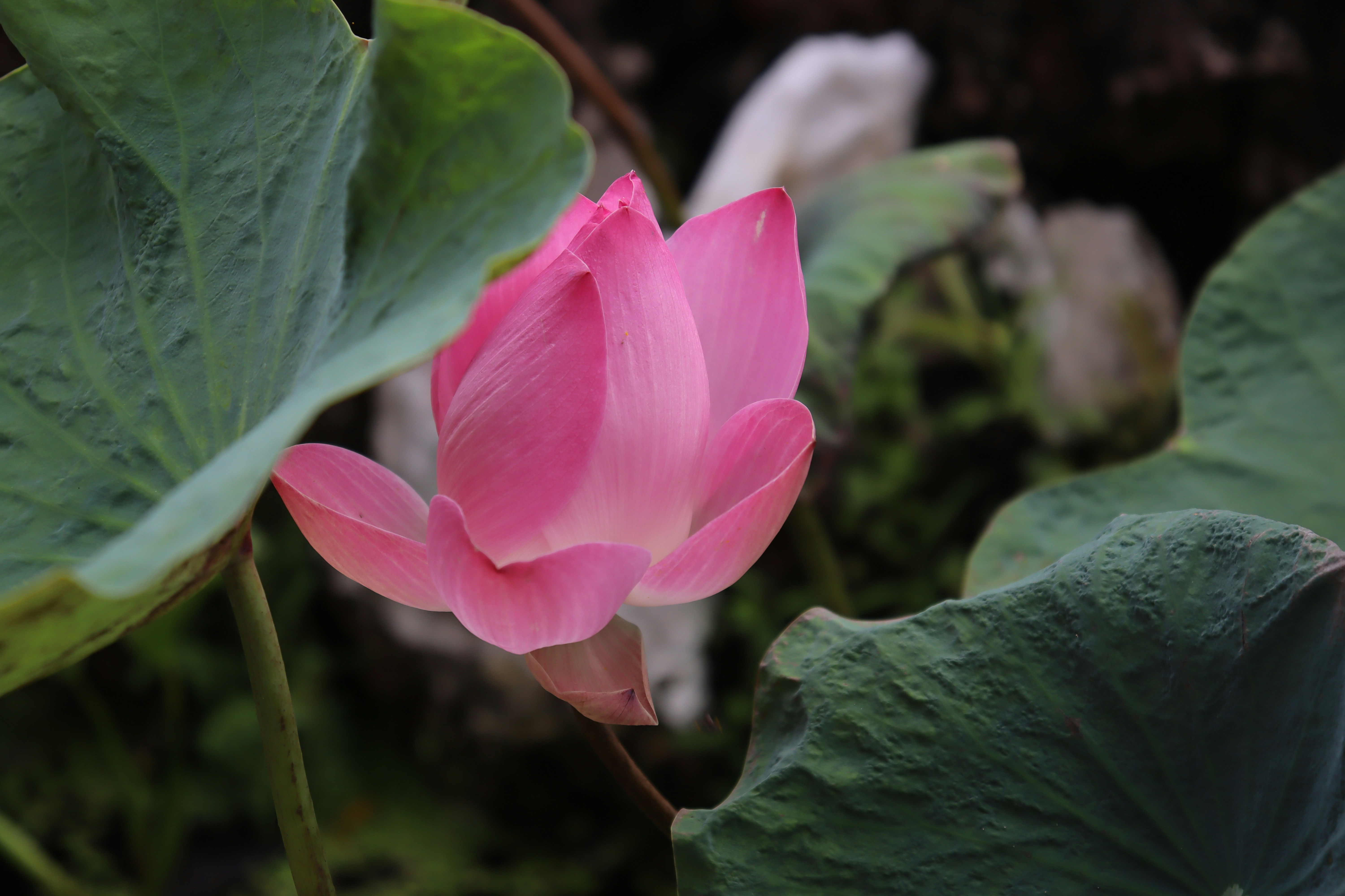 A pink lotus flower bud surrounded by green leaves