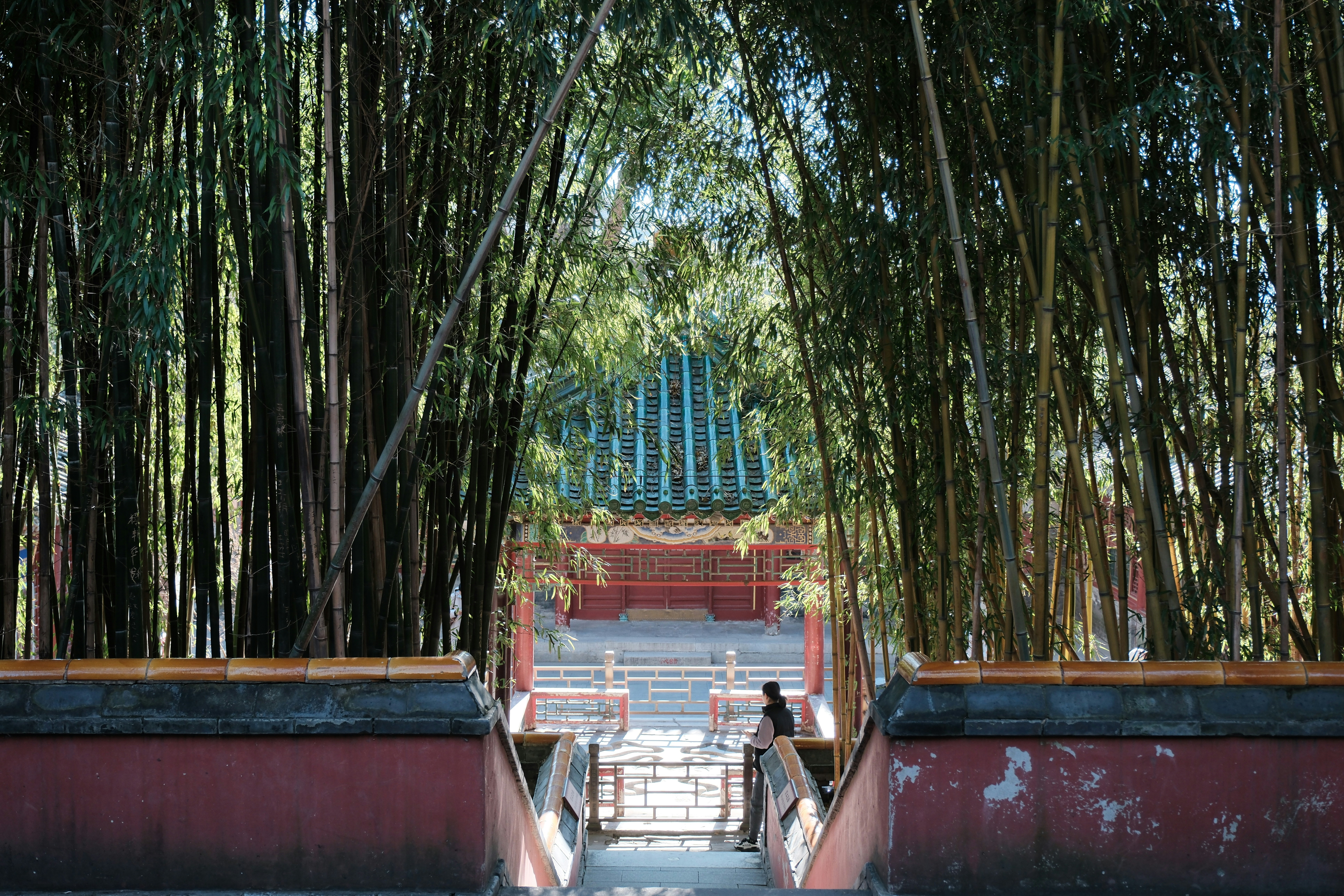 A Serene Path Through Bamboo to Tradition