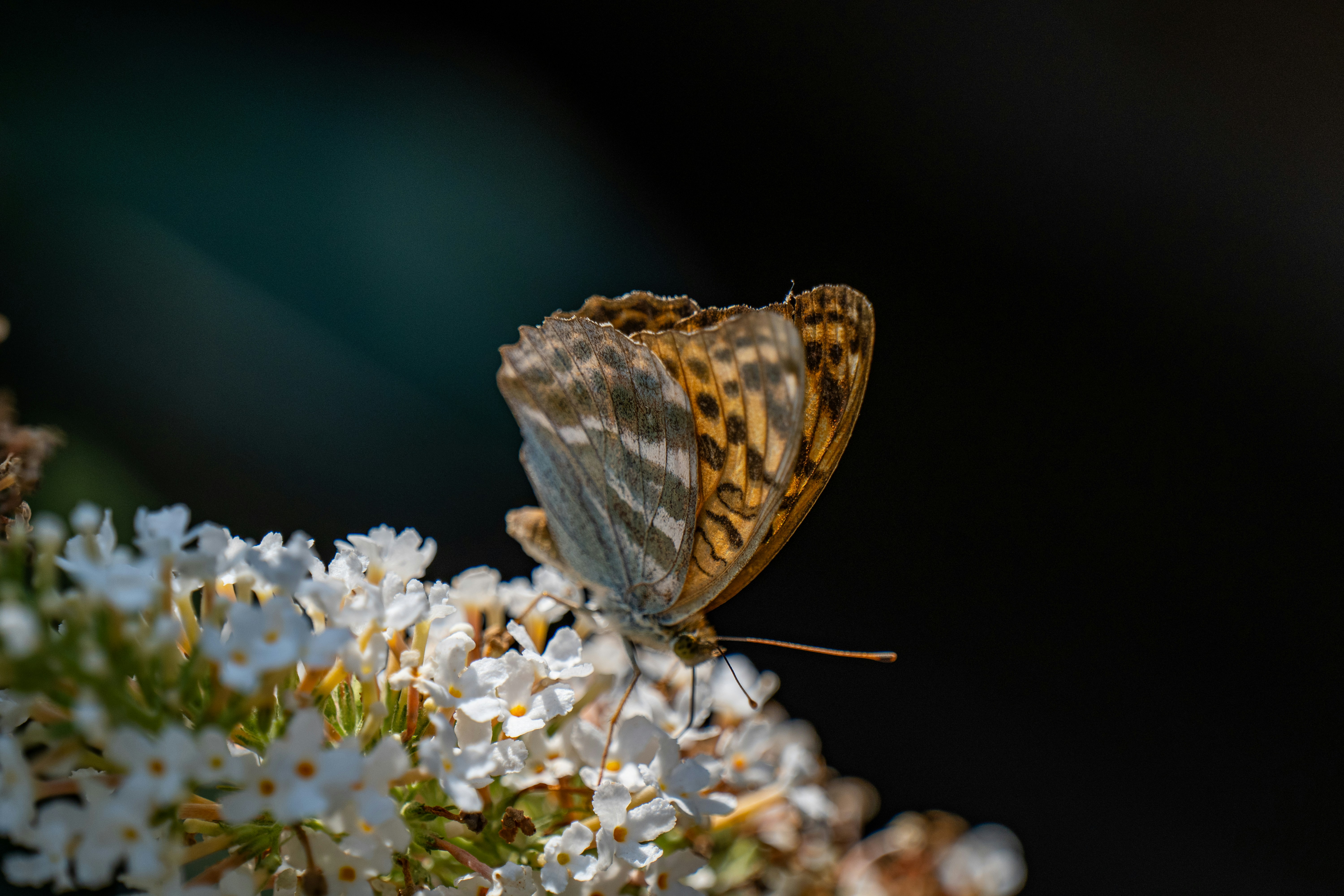 A butterfly rests on a cluster of white flowers.