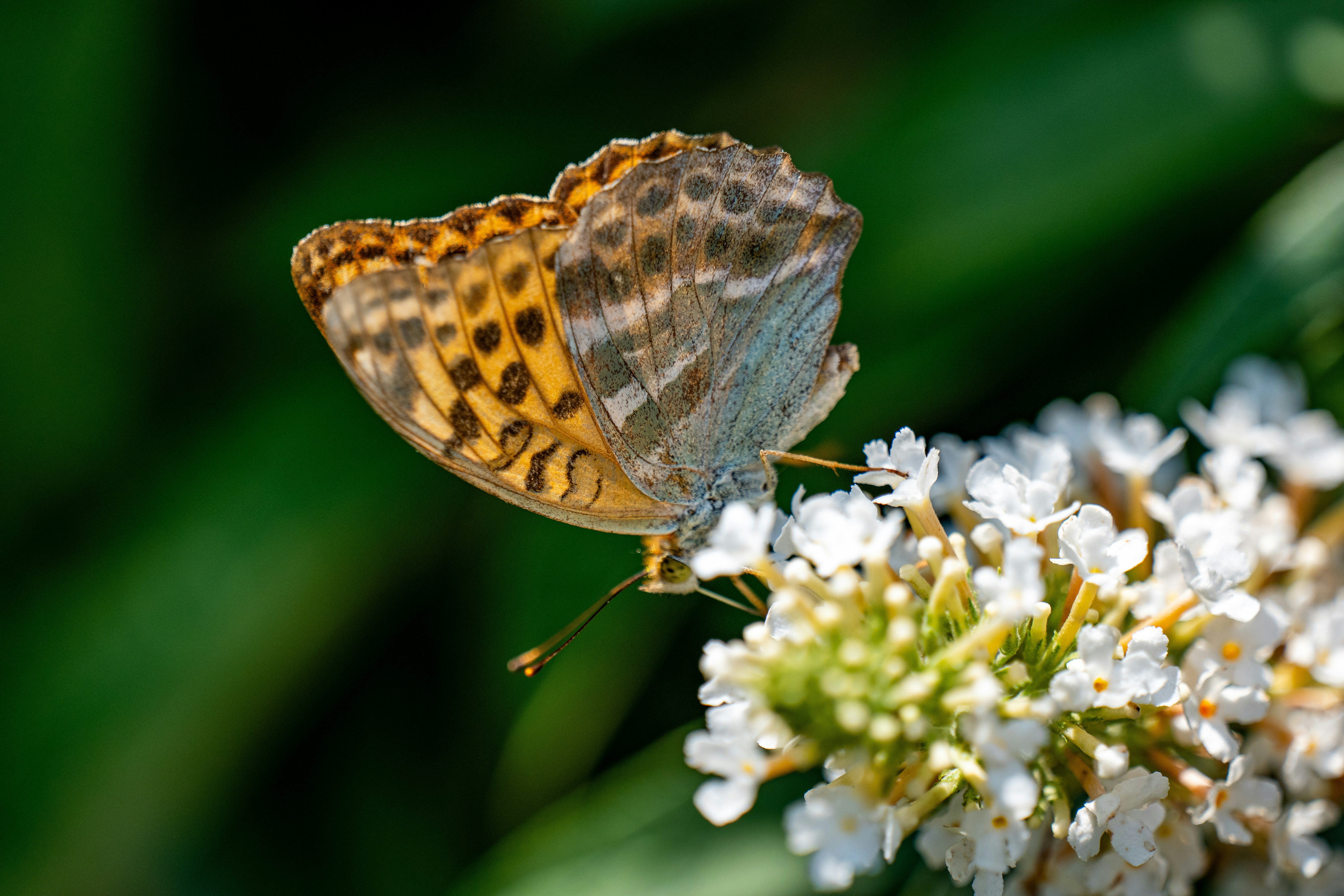A butterfly rests on a cluster of white flowers.