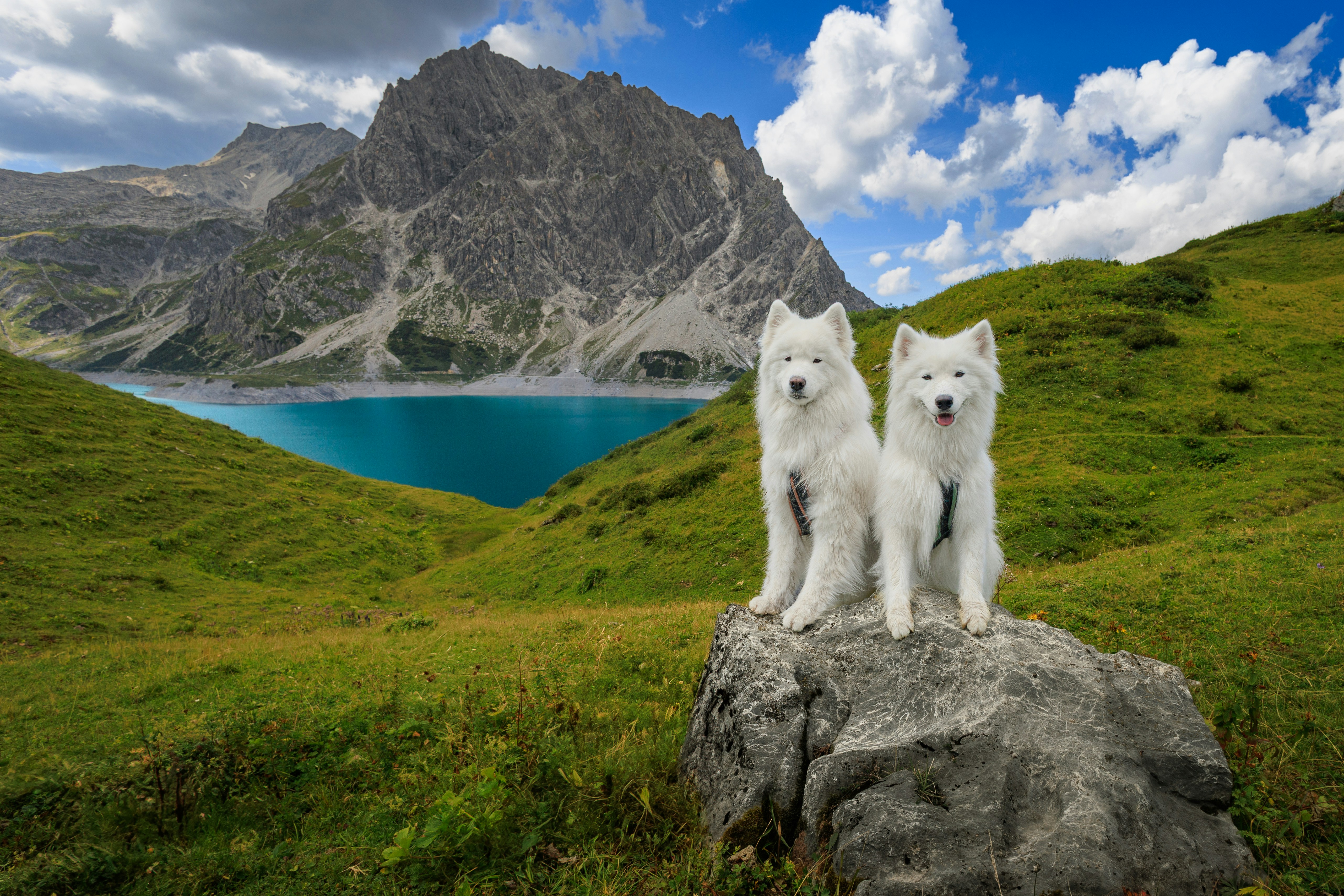 Furry Sentinels of the Alpine Serenity