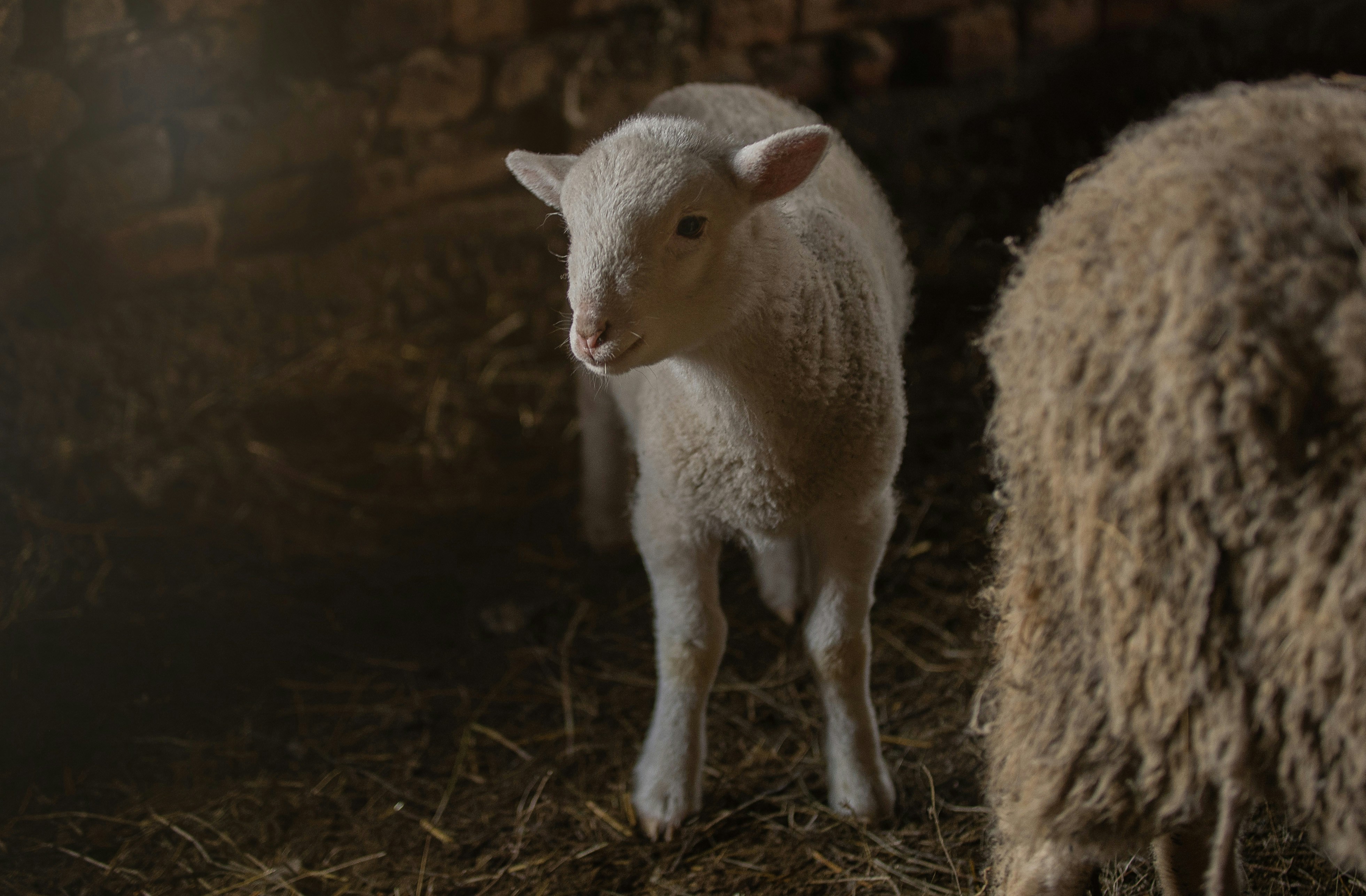 Whispers of Innocence in the Barn