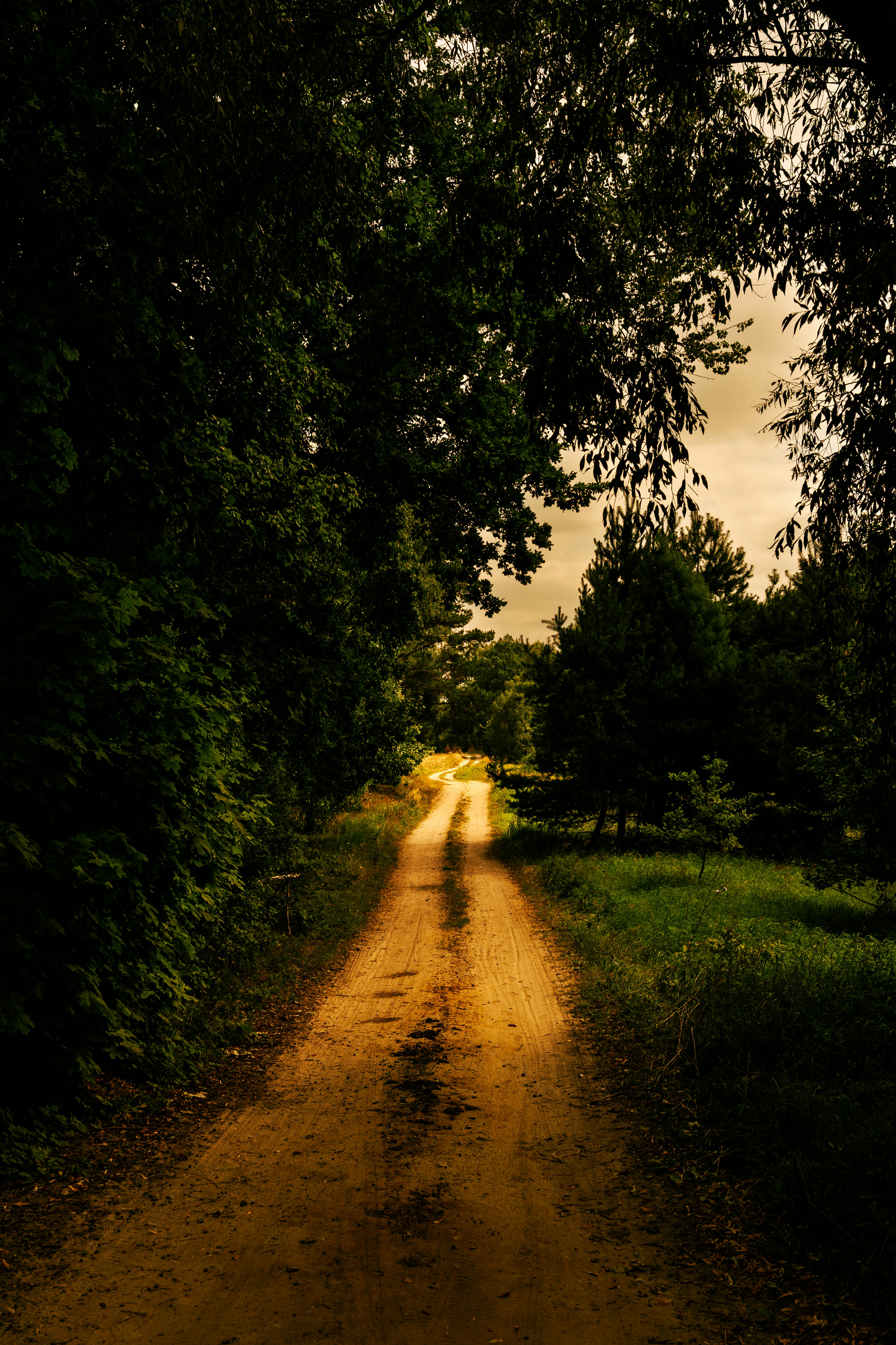 A dirt path meanders through a lush, green landscape, framed by dense foliage under a moody sky.