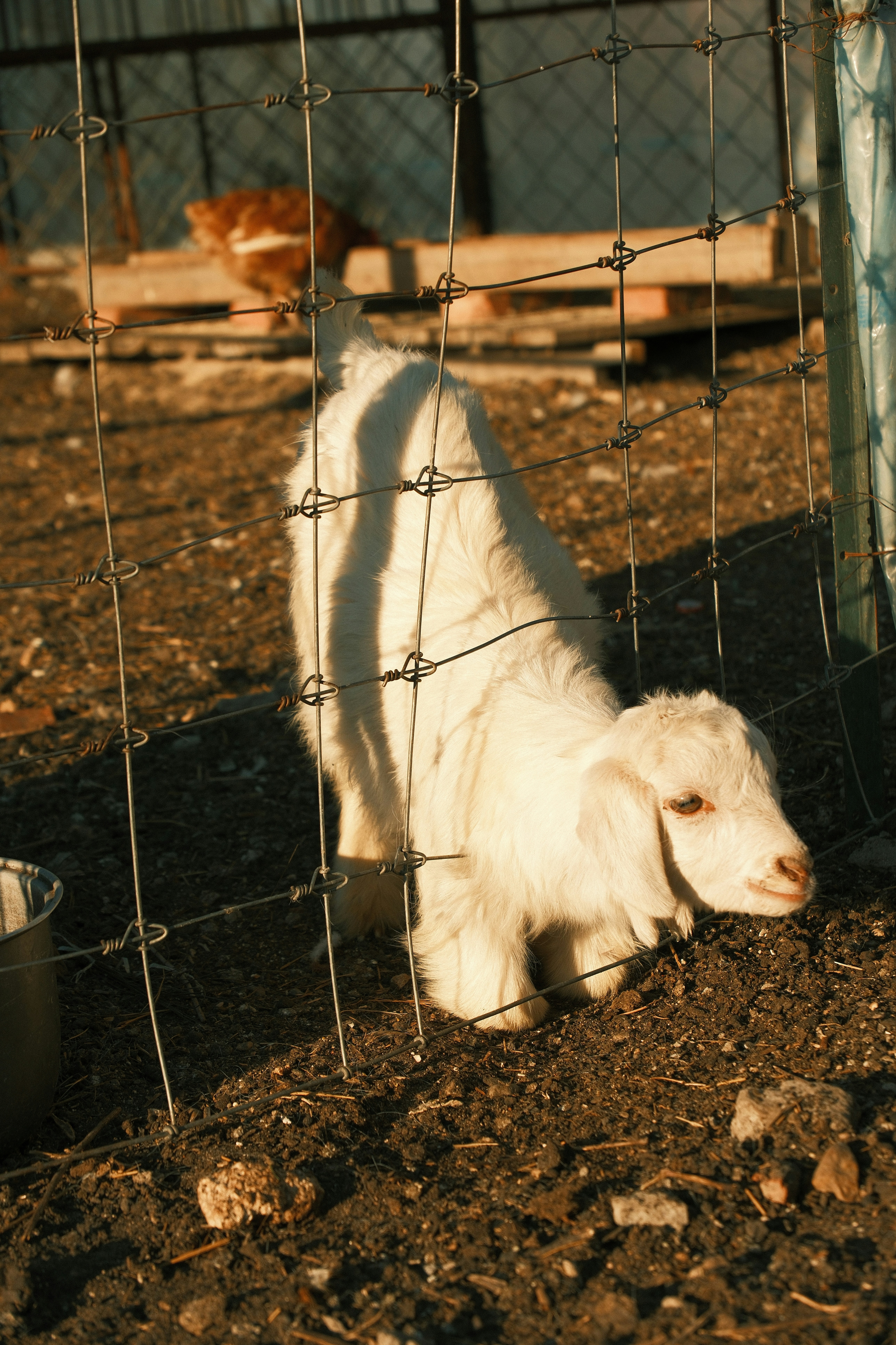A young goat exploring its surroundings near a wire fence, with a hen visible in the background. The warm light enhances the scene's rustic charm.