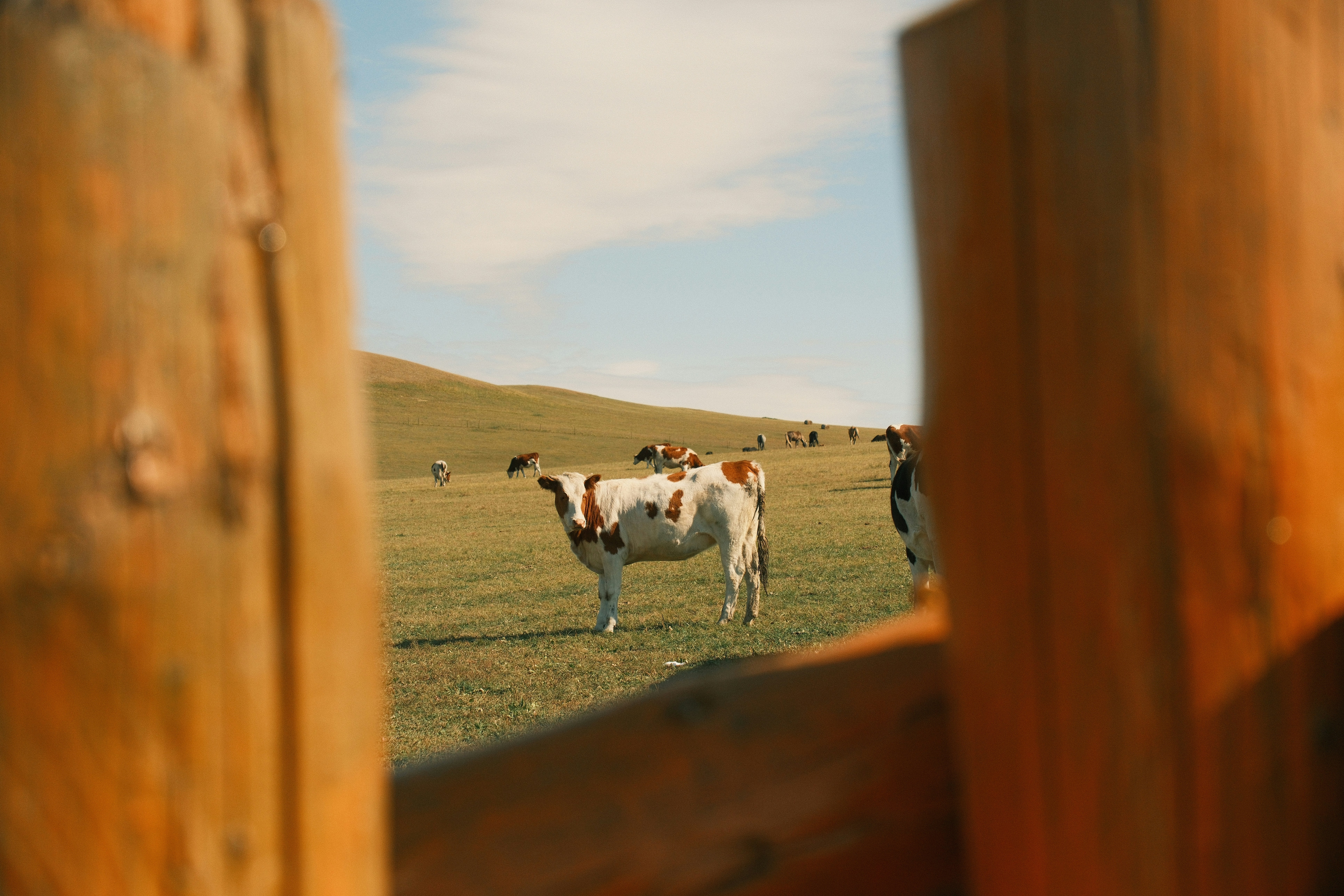 Serene Pastures: A Glimpse Through the Fence