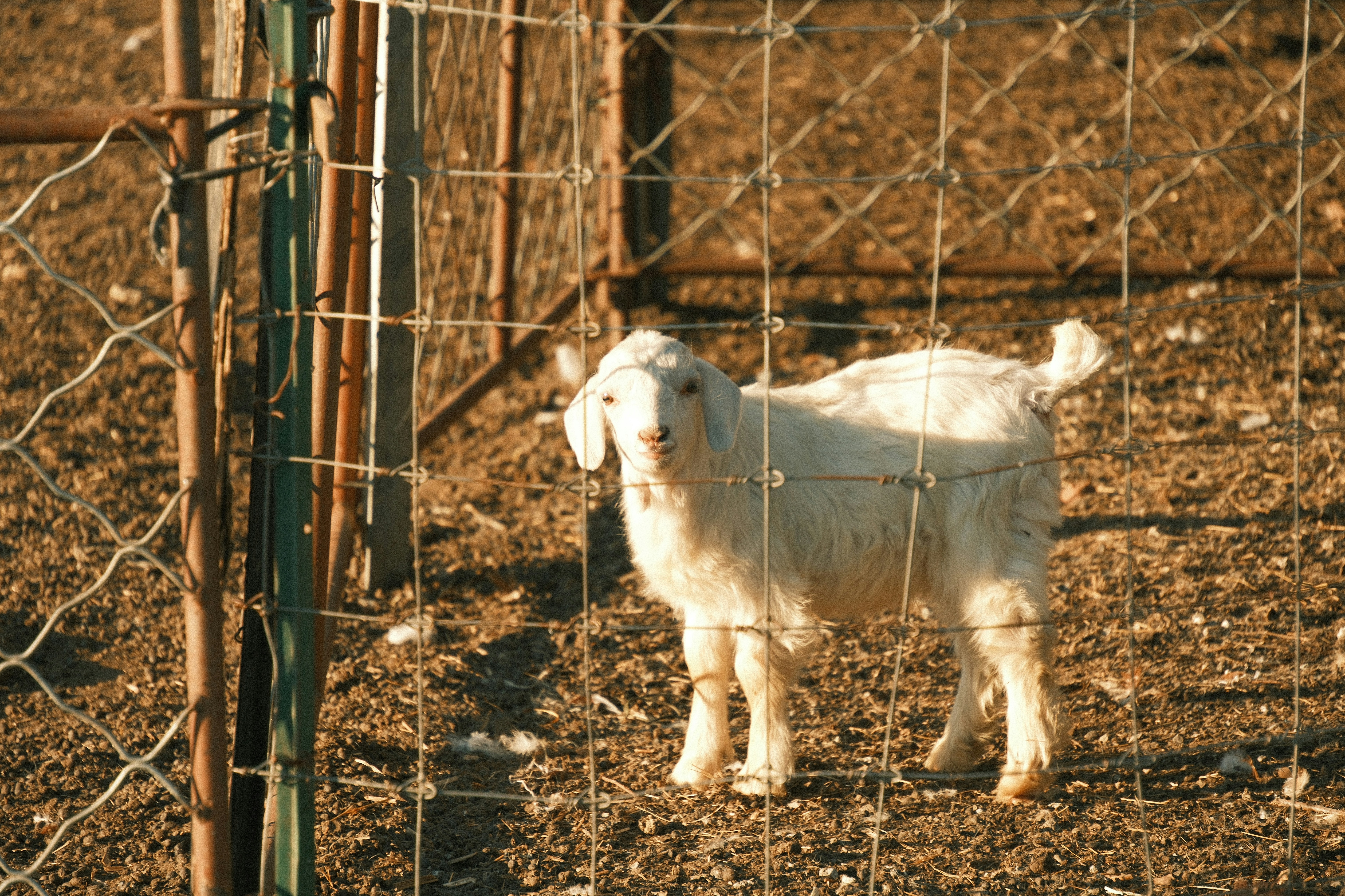 A young white goat stands in a fenced enclosure.
