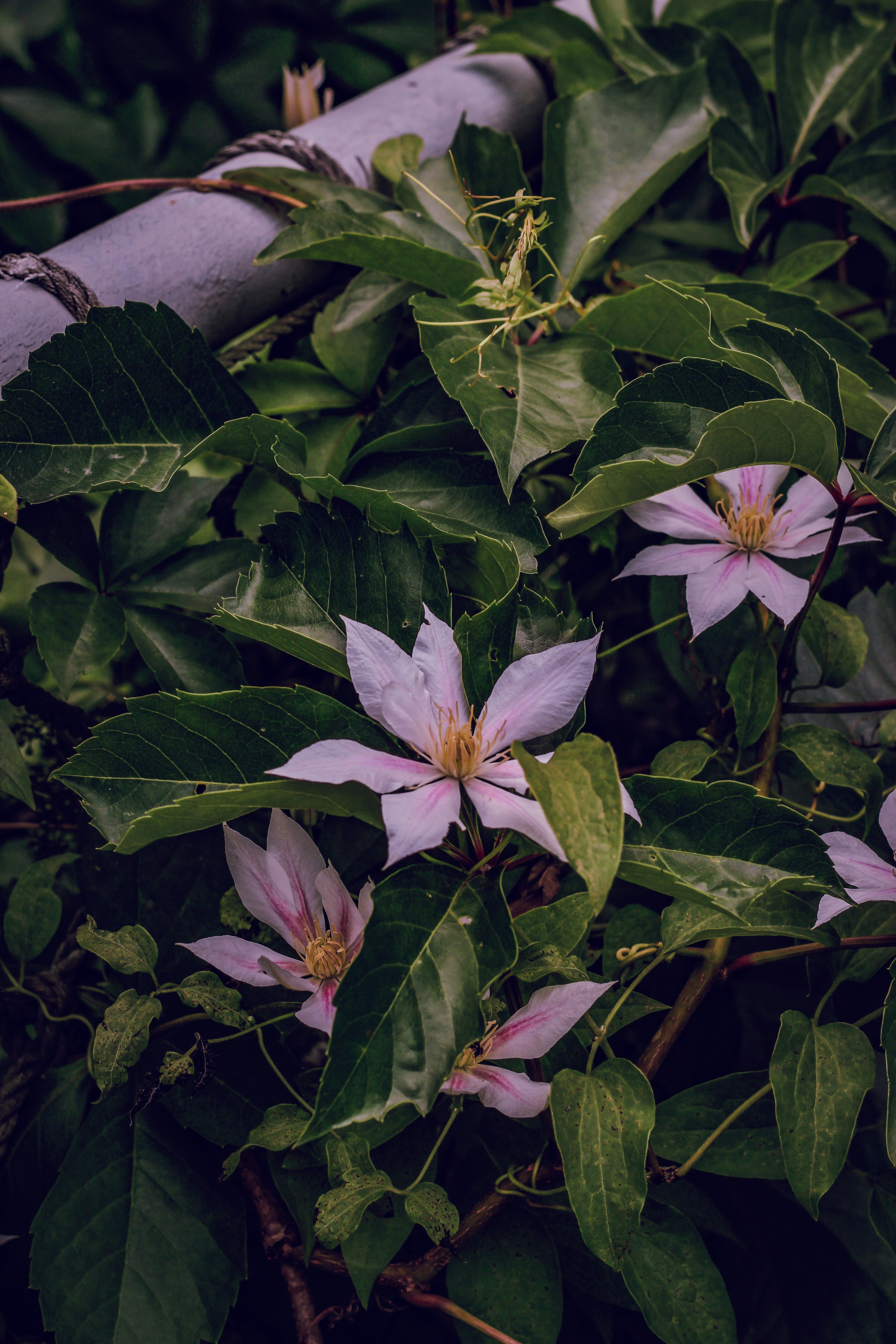 Whispers of Nature: The Hidden Blooms