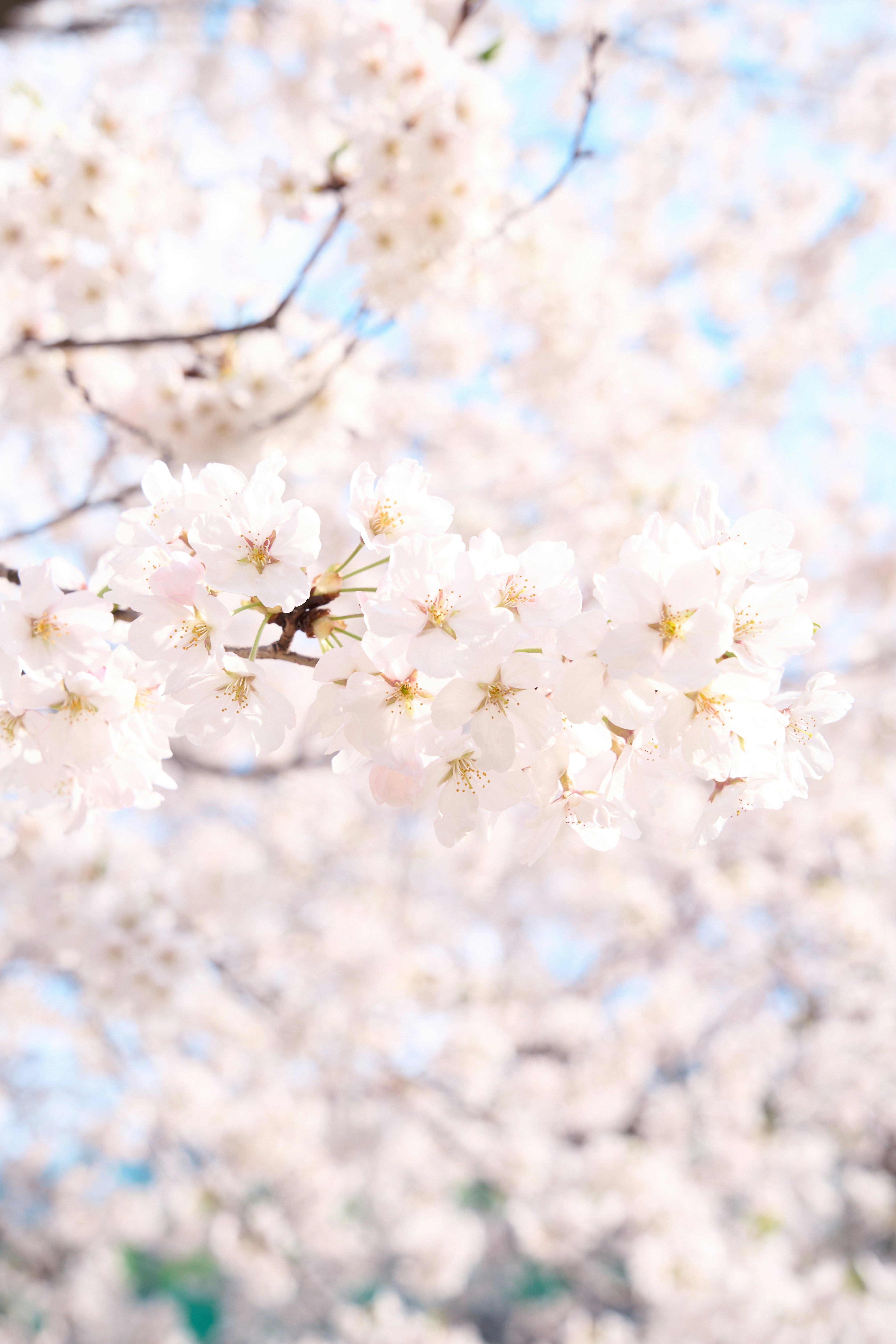 Whispers of Spring: A Floral Symphony