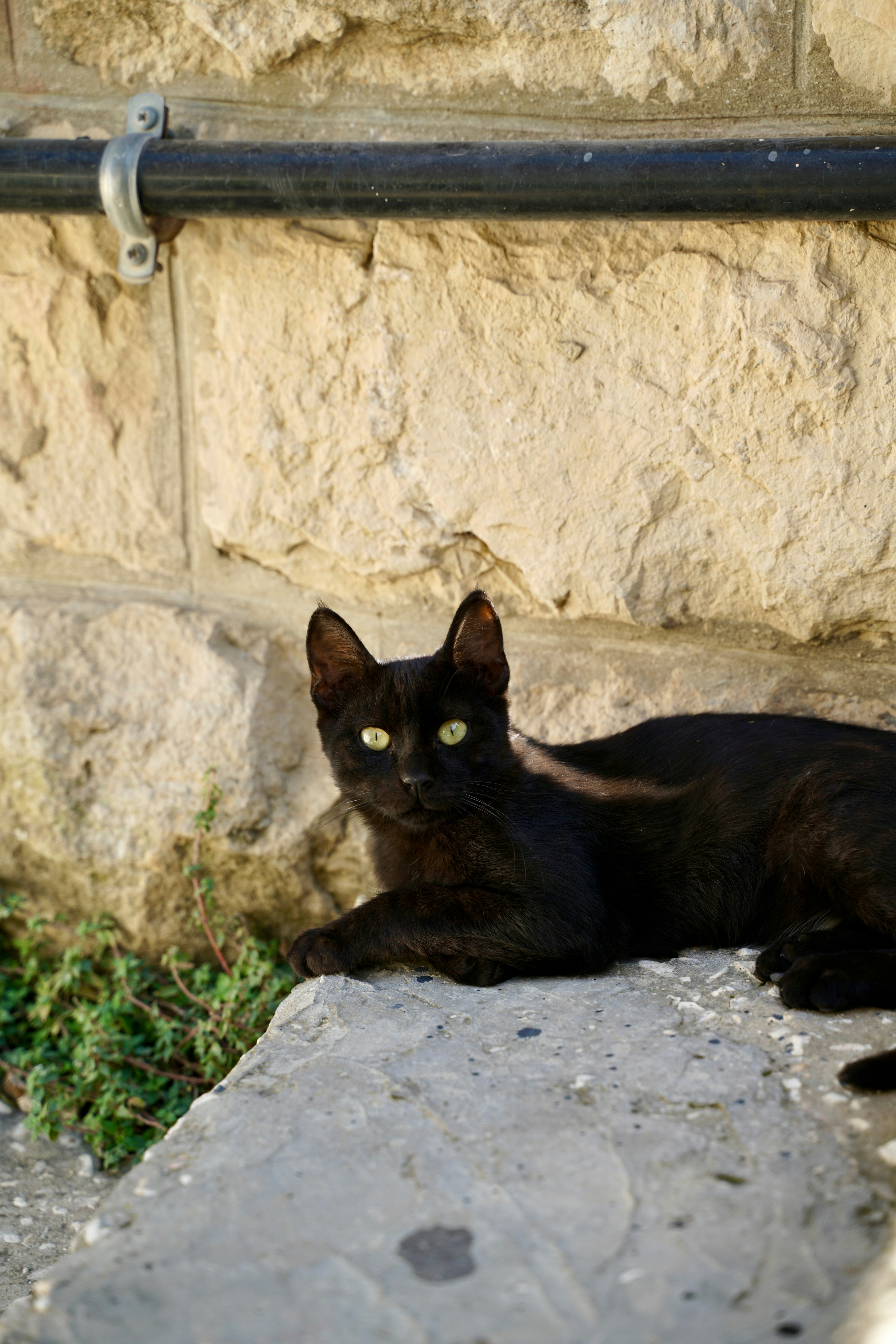 Serene Guardian of the Stone Wall