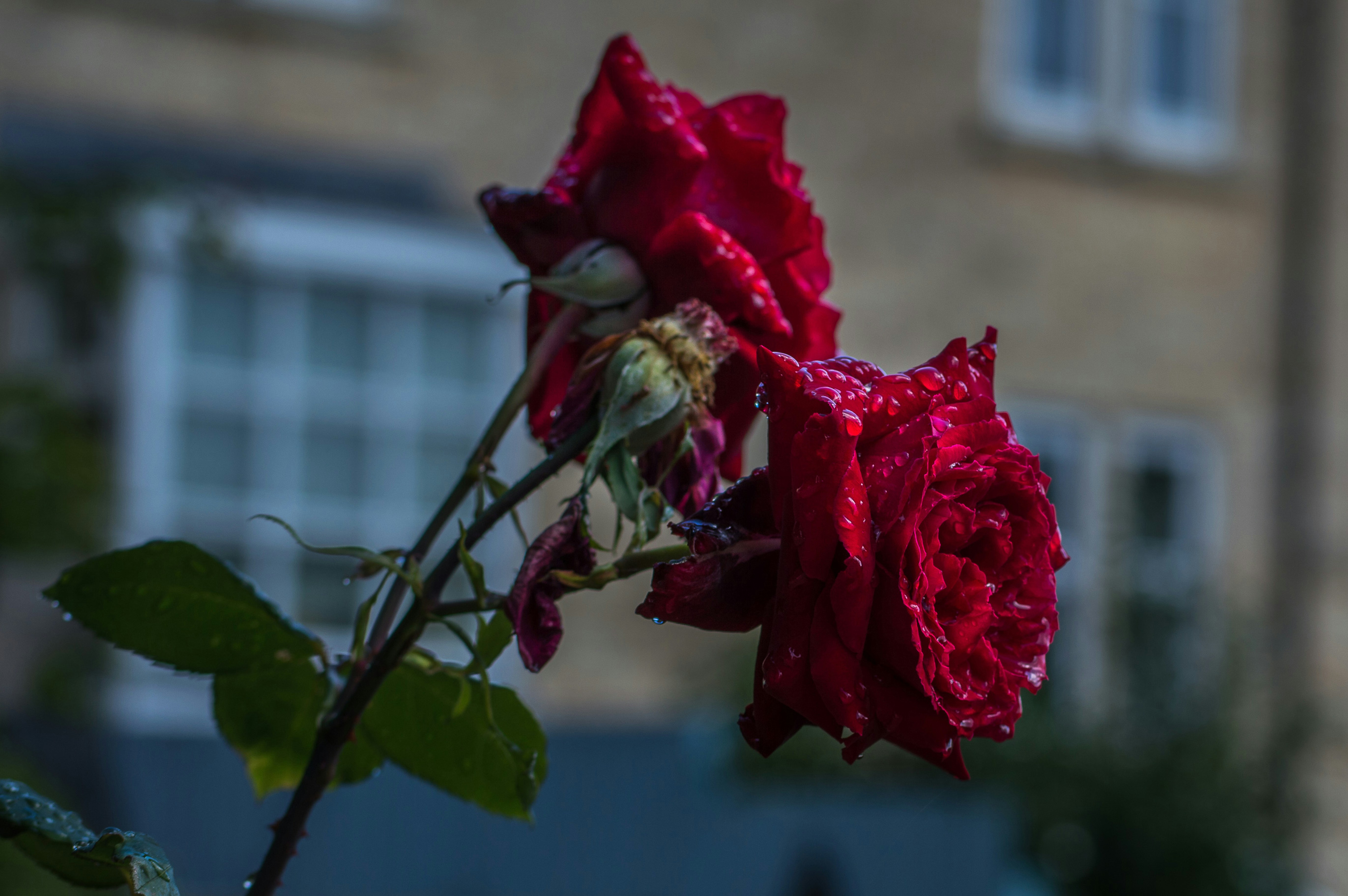 Crimson Petals Adorned with Raindrops
