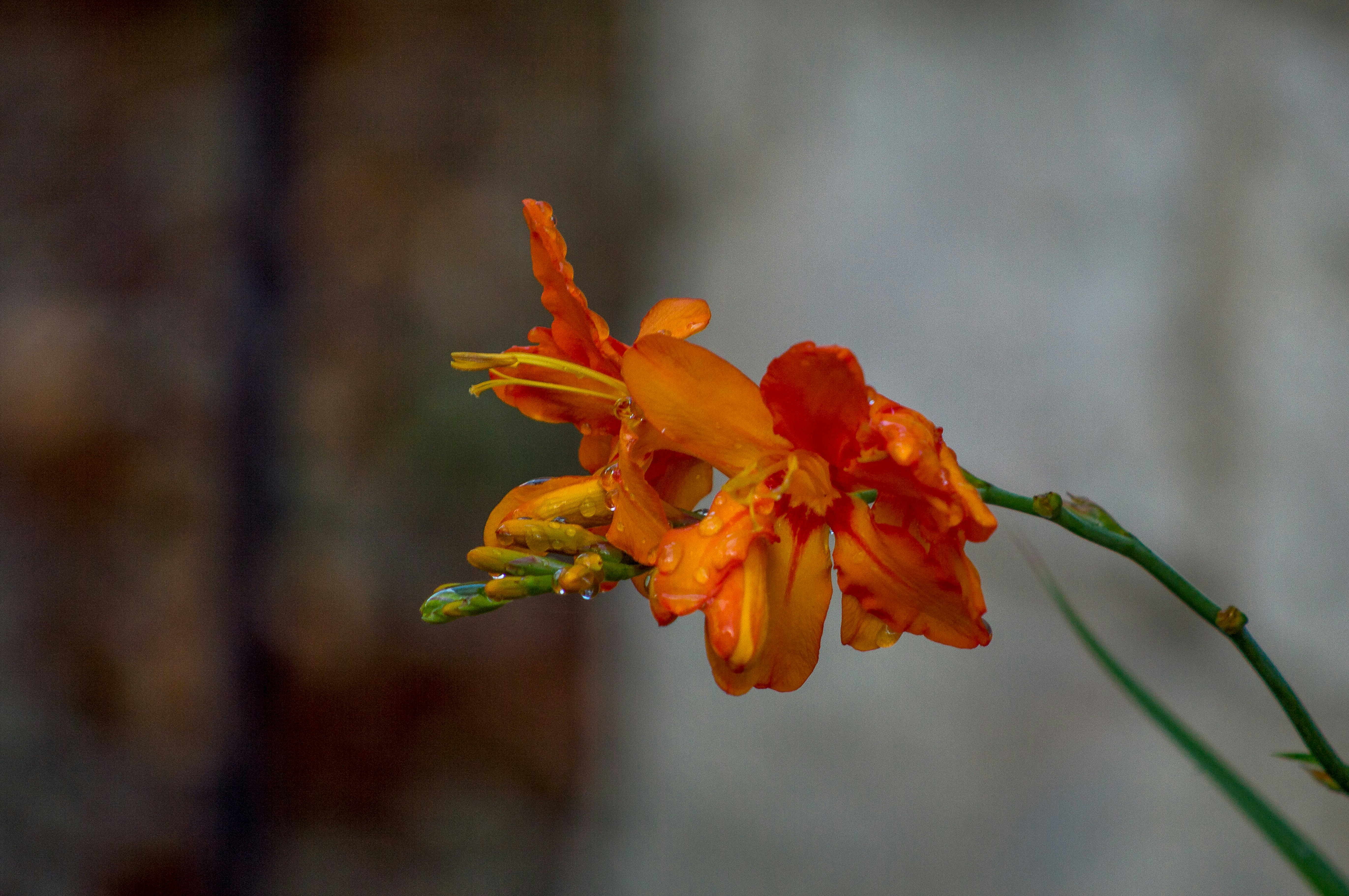 Bright orange flower with delicate petals and droplets of water, set against a softly blurred background.