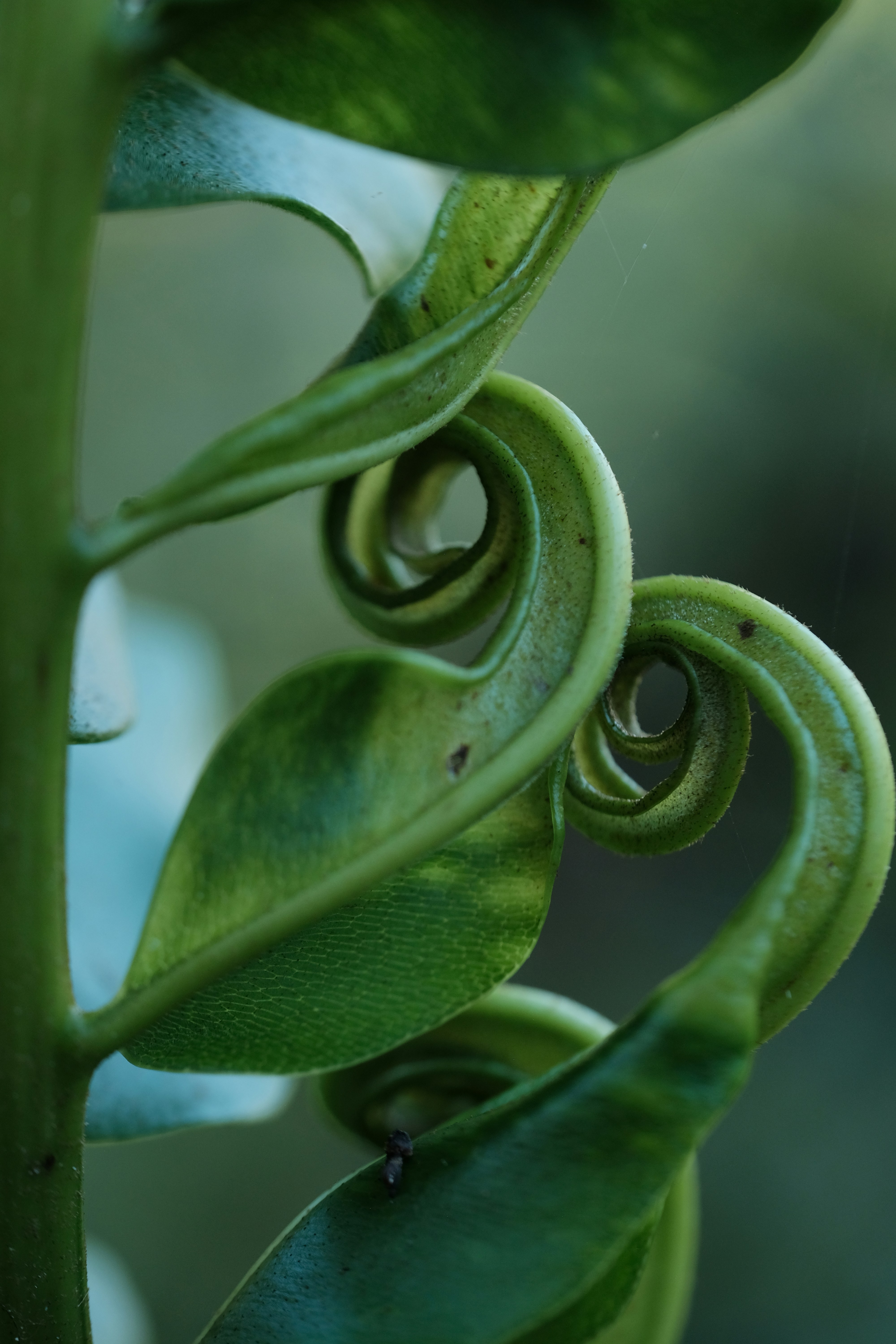 Close-up of vibrant green fern fronds with spiral tendrils, showcasing natural texture and fresh foliage. | Close up of unfurling green fern fronds in soft light