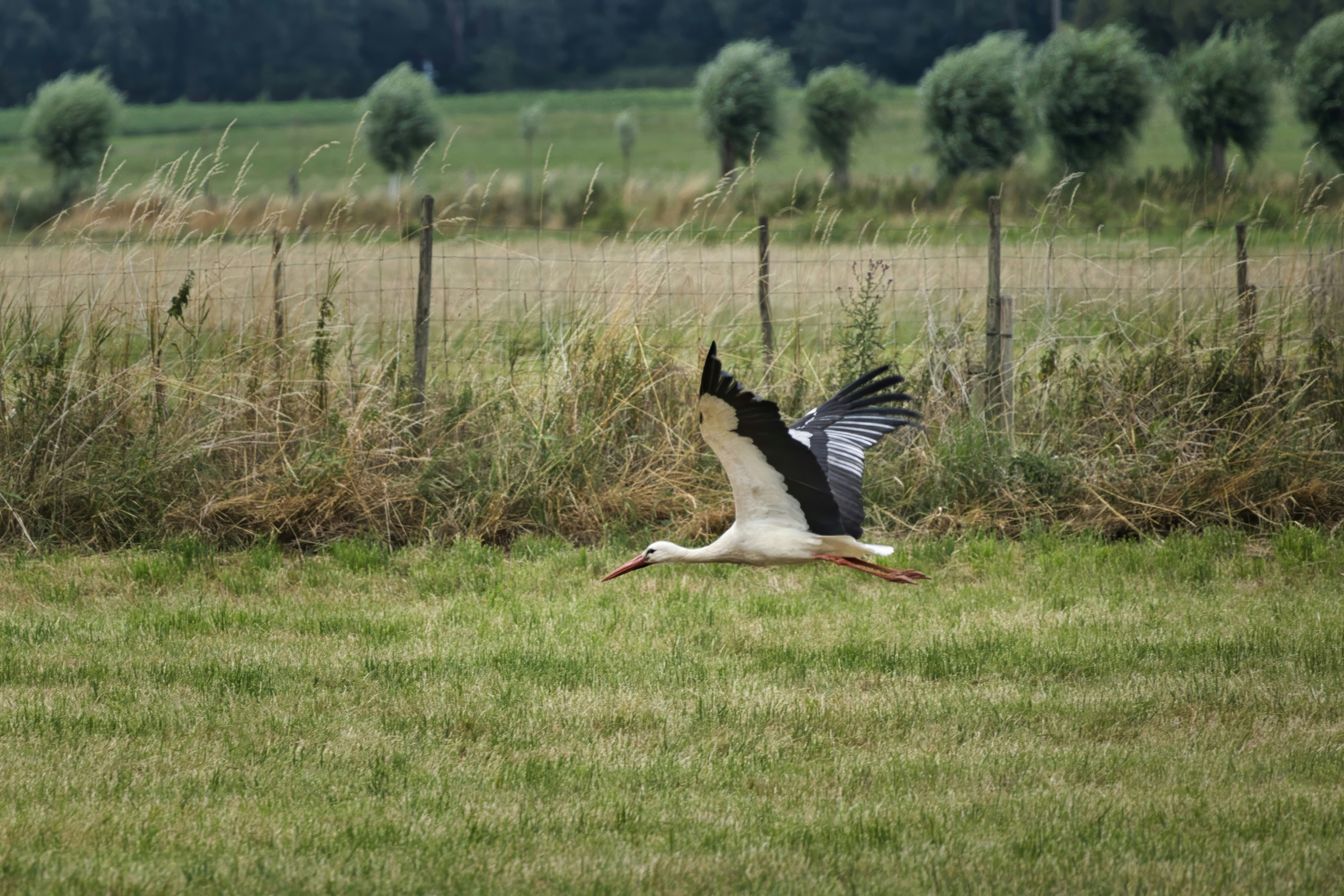 Graceful Flight Over Verdant Fields
