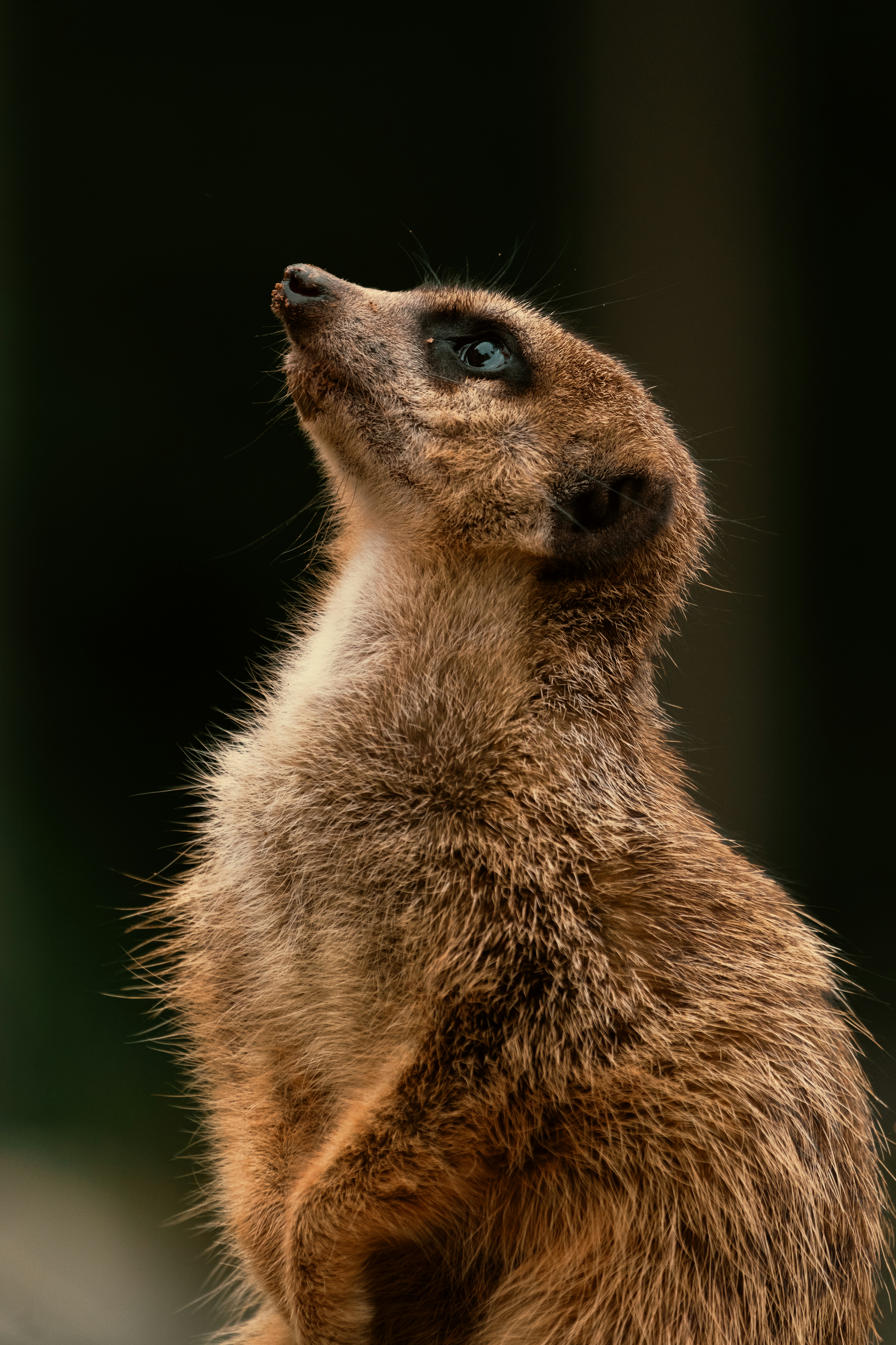 A meerkat looks up with bright blue eyes
