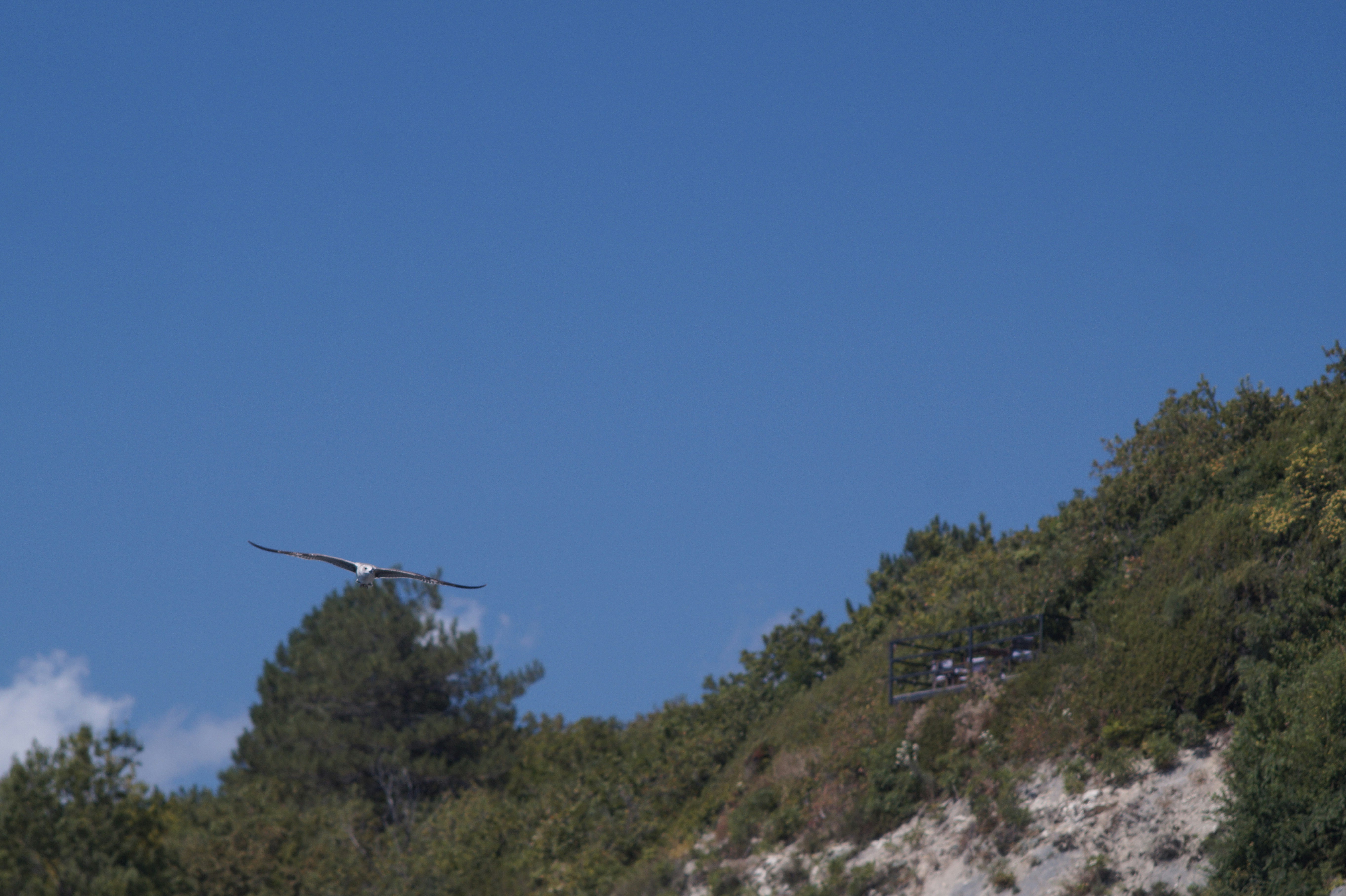 Photo taken on the USSR lens Jupiter-37A. | Seagull flying over a green cliff under blue sky