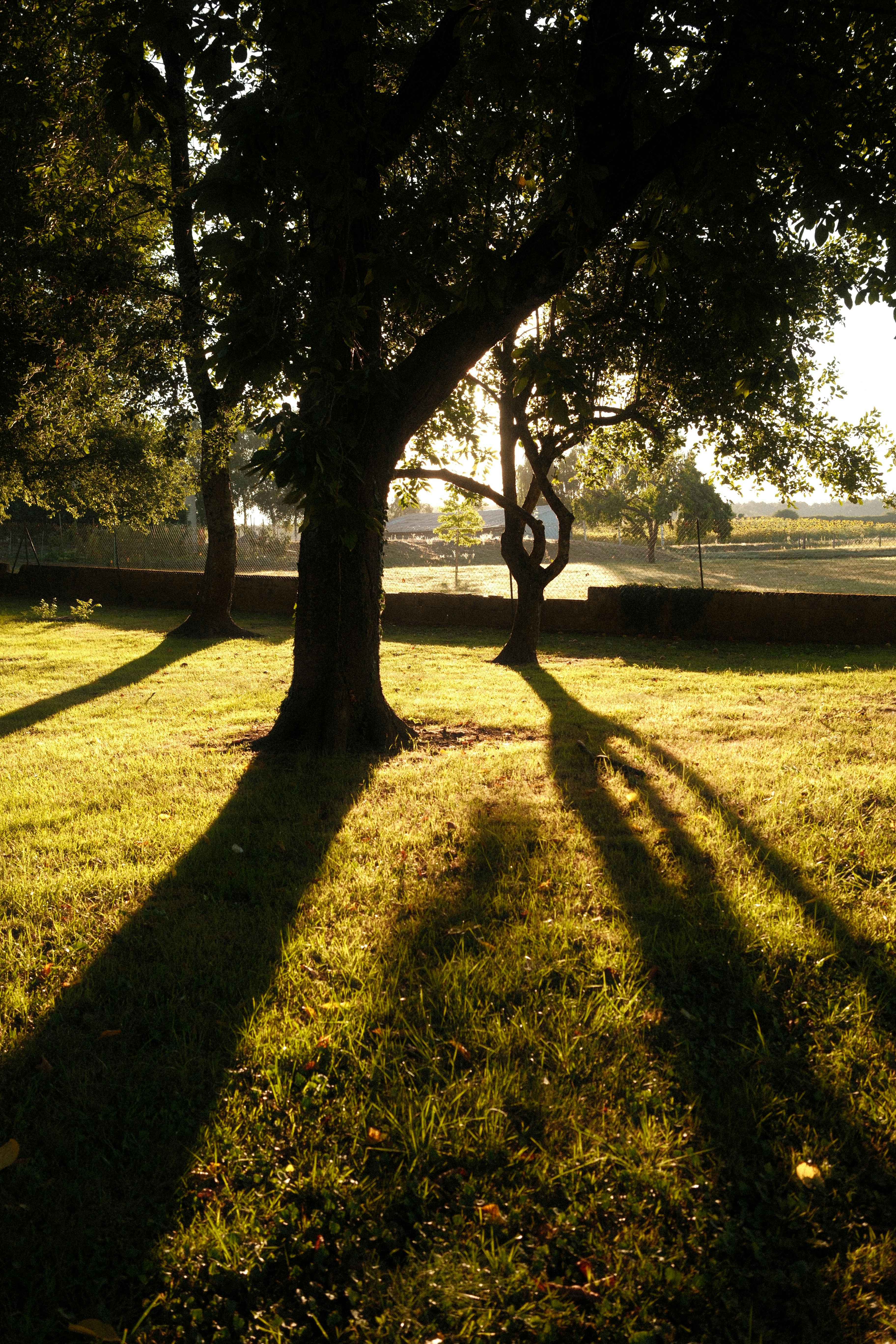 Whispers of Morning Light