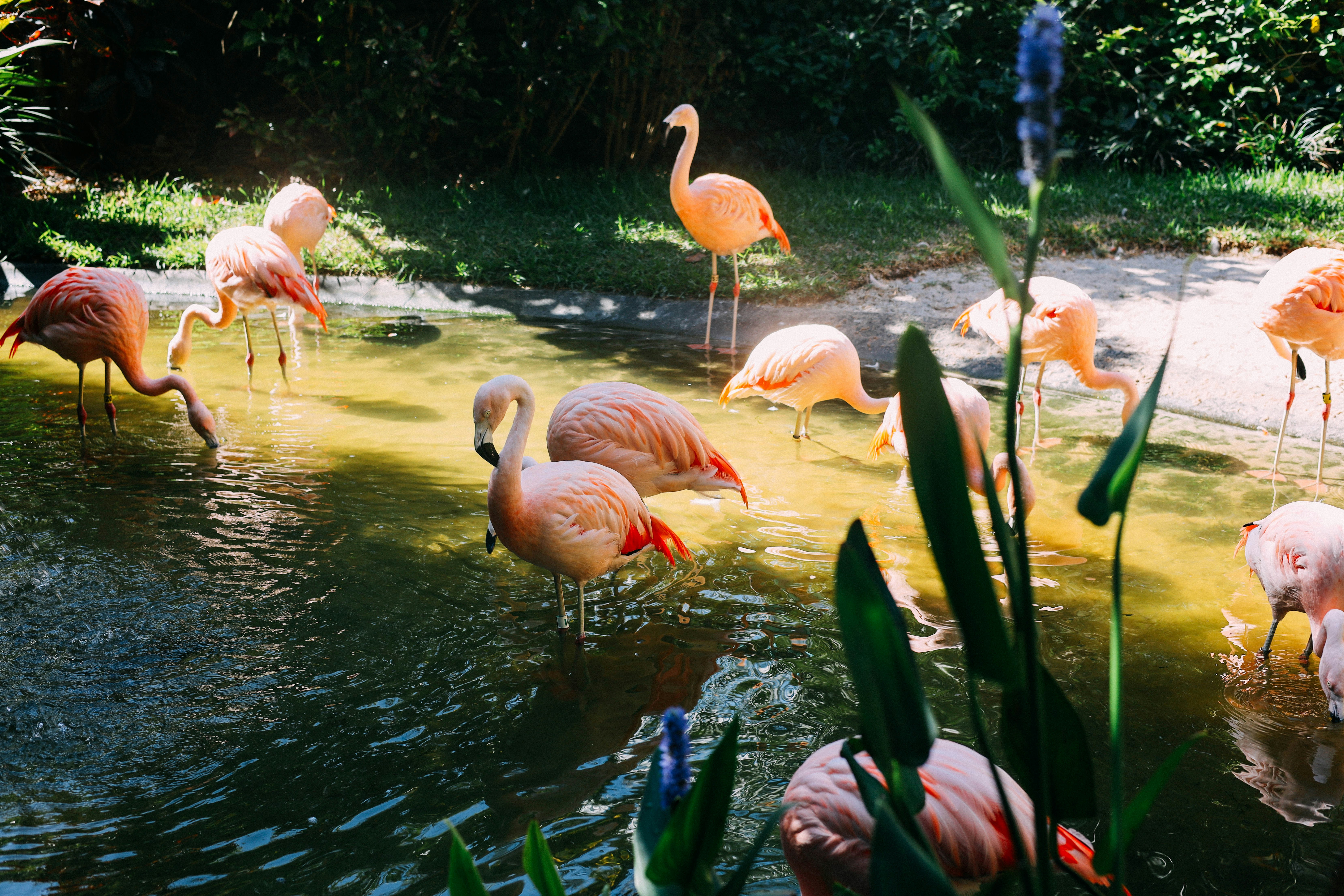 Flamingos wading in shallow water with greenery.