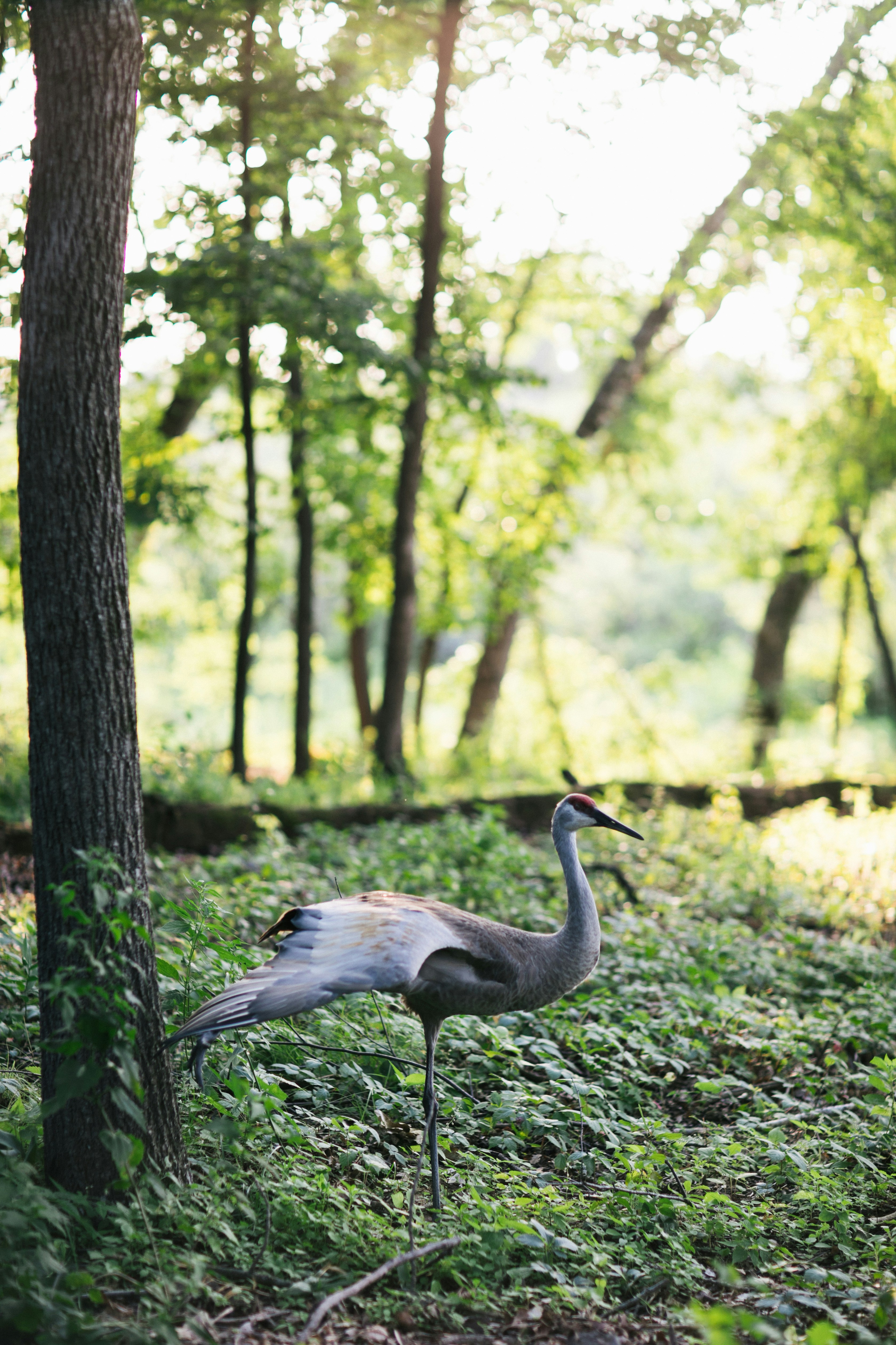 A crane stands elegantly in a lush, green woodland, surrounded by trees and dappled sunlight filtering through the leaves.