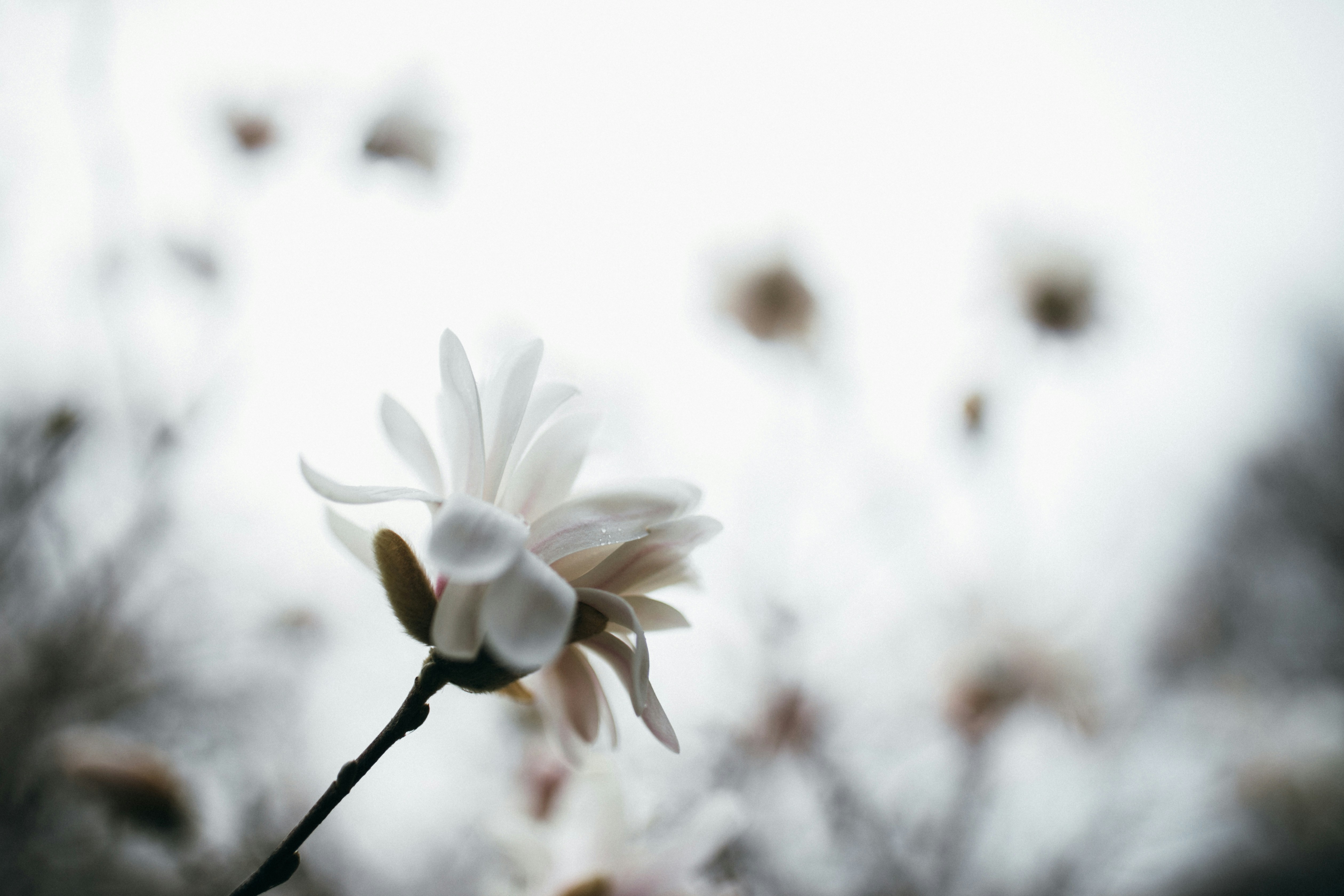 Delicate white flower blooms against a soft, blurred background