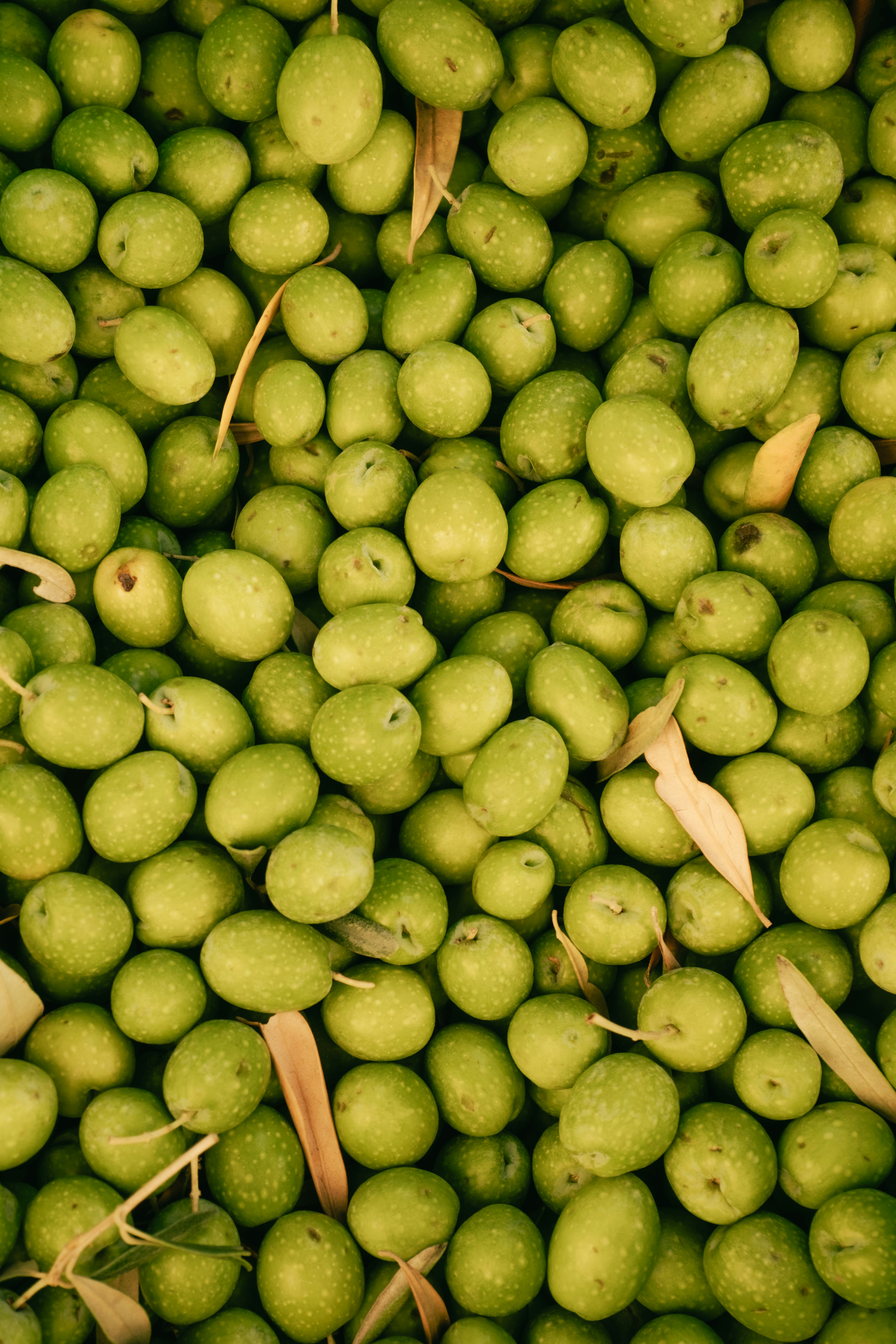 A pile of fresh green olives with leaves