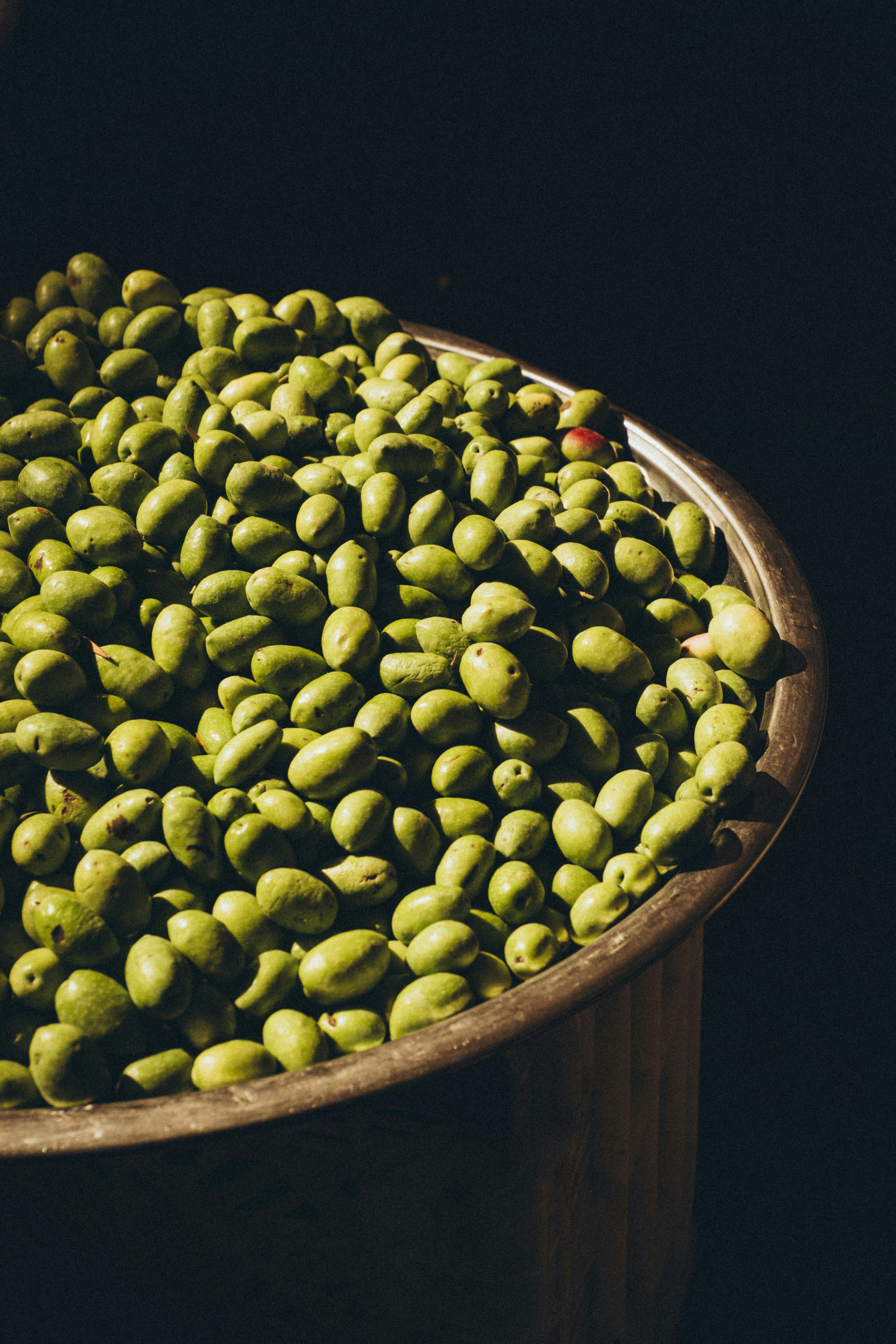 Harvested Green Gems: A Bounty of Olives