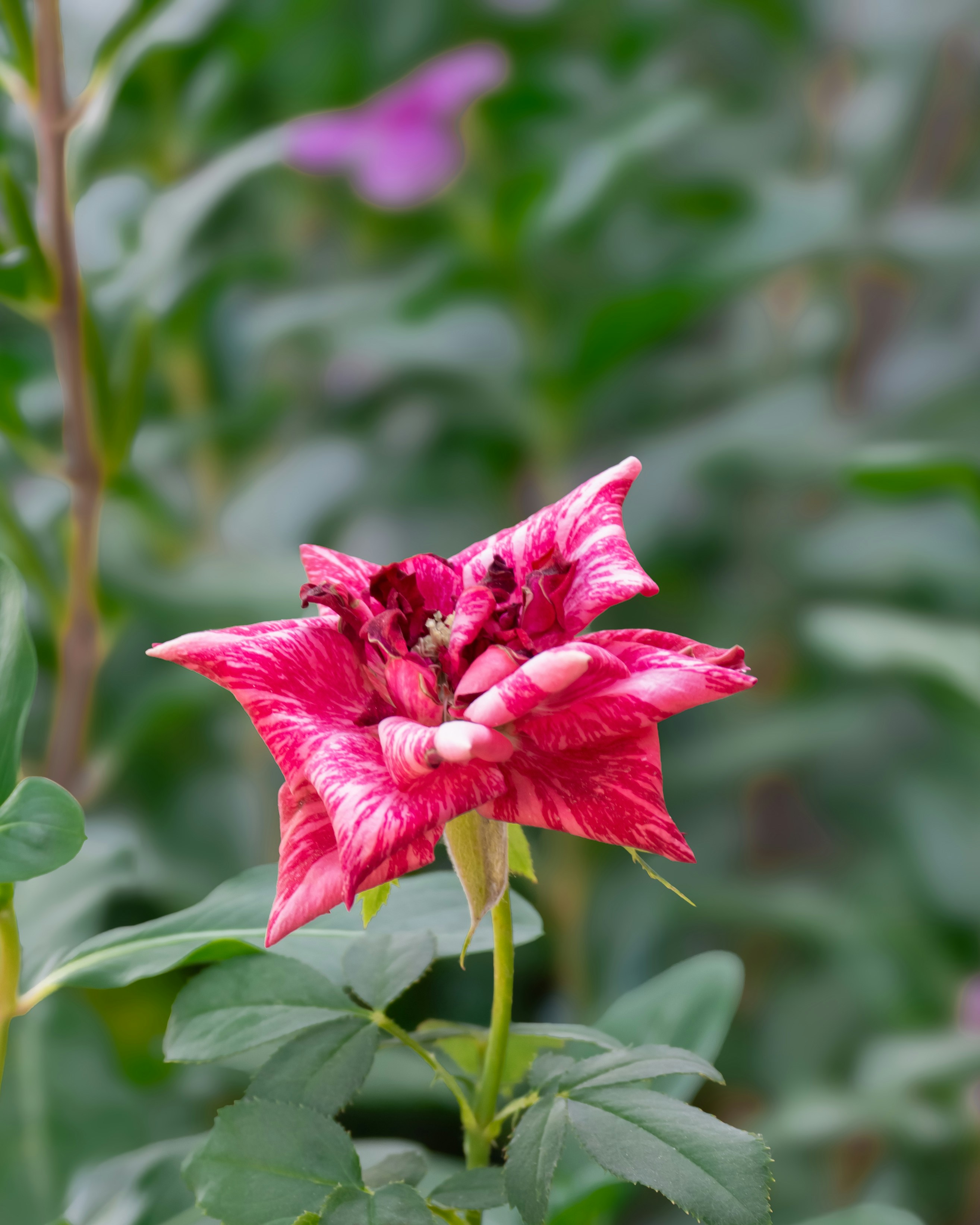 Whimsical Bloom: Nature's Playful Palette